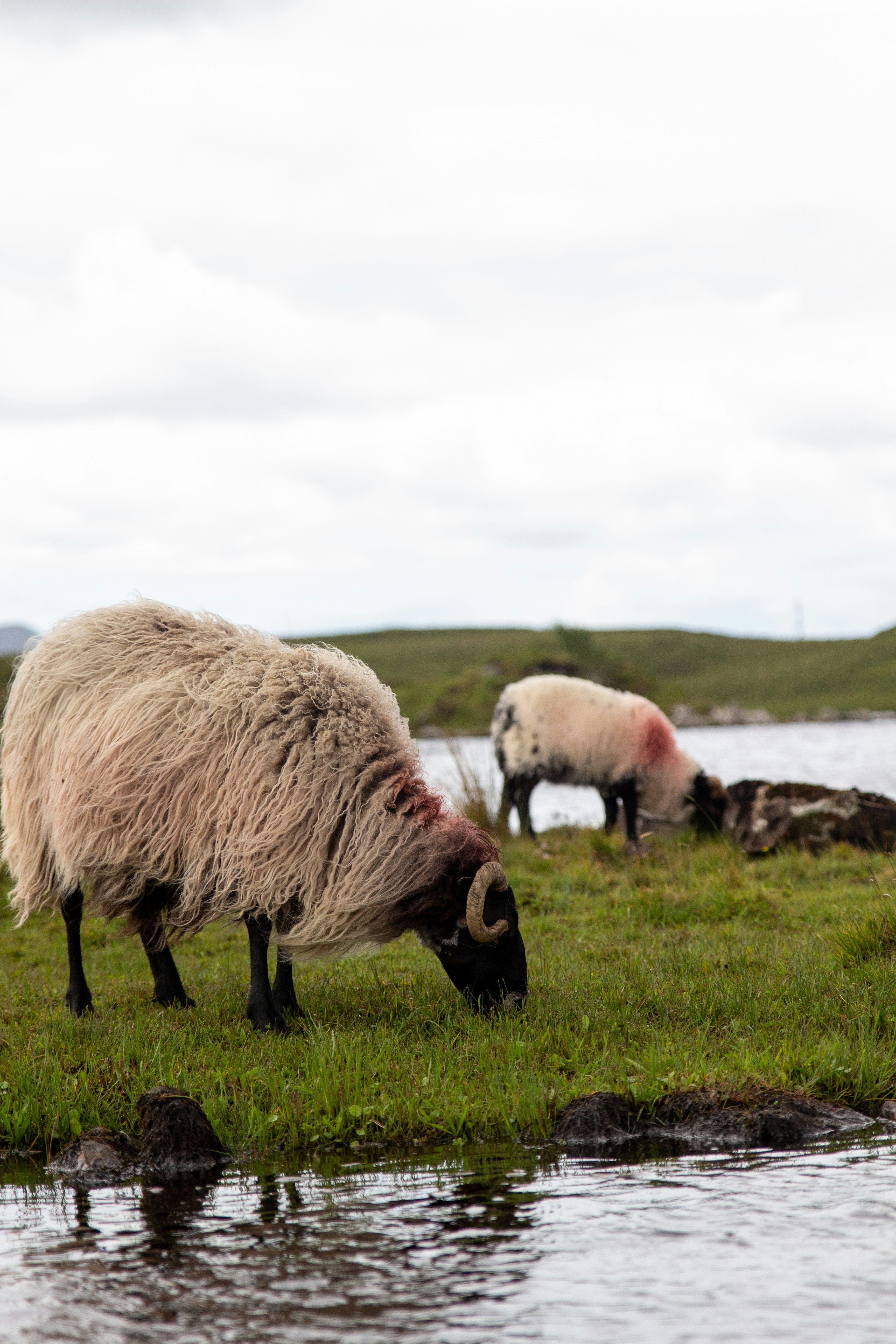 Grazing Harmony: A Pastoral Scene