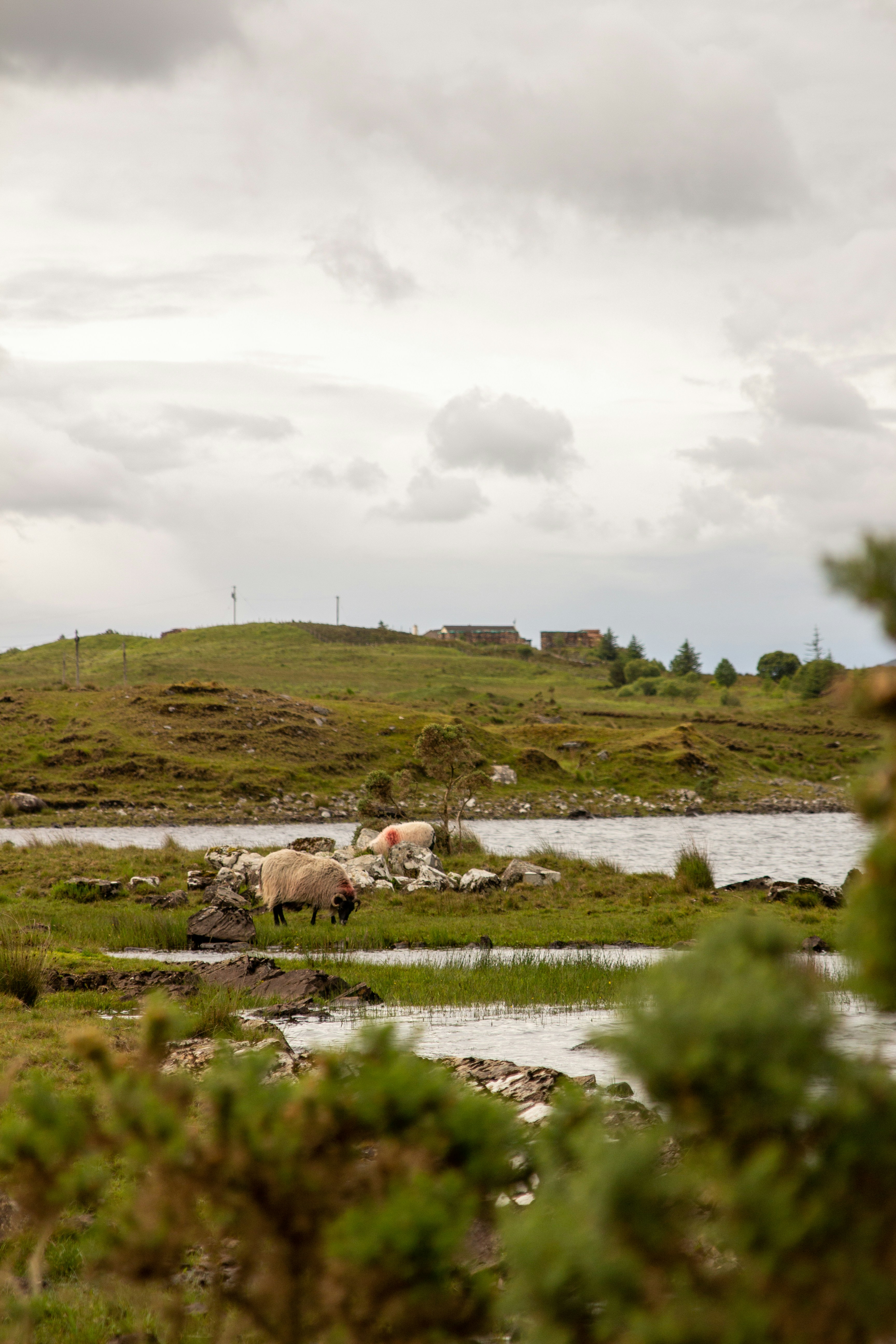 Serenity of Pastoral Life
