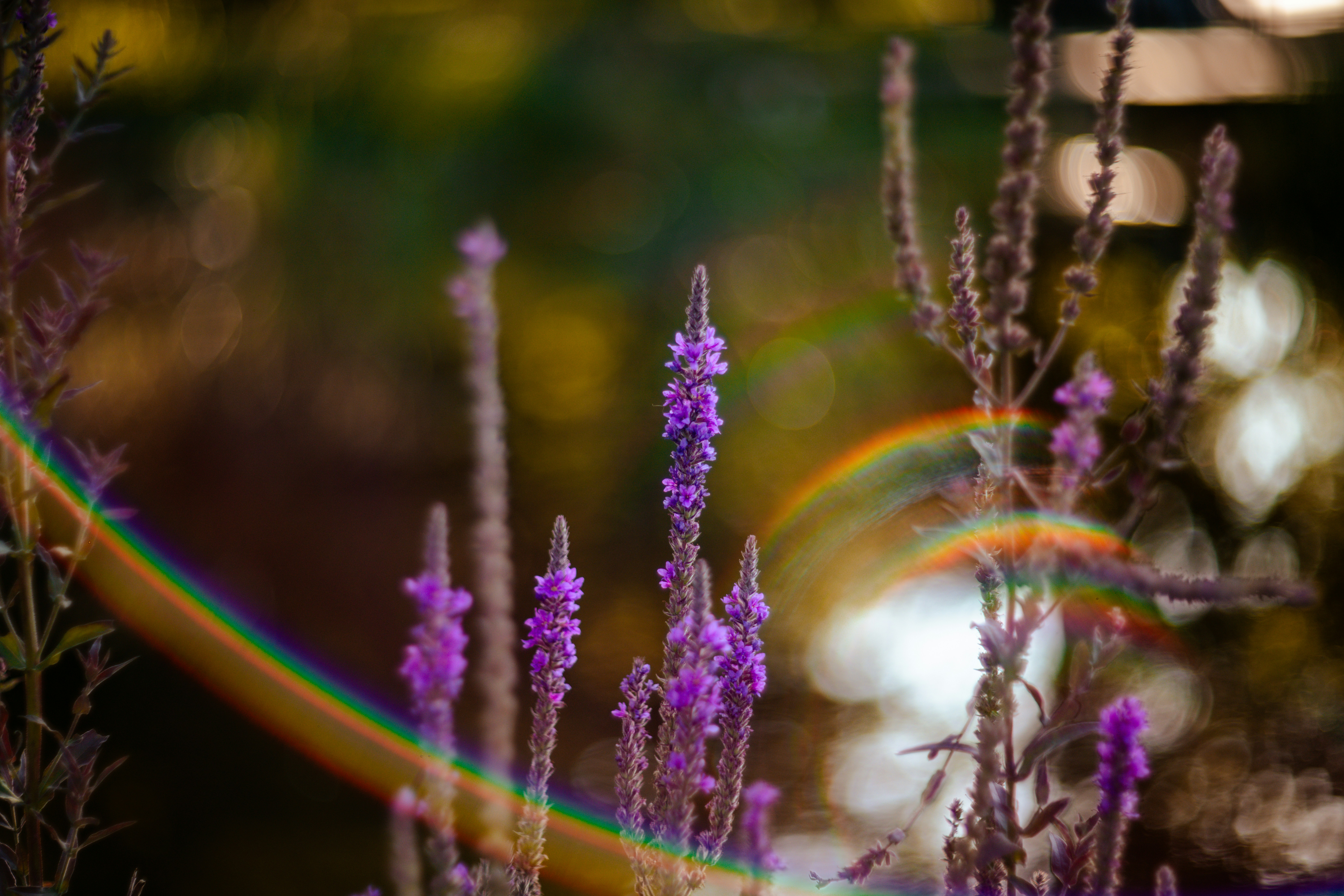 Whispers of Color in Nature's Palette