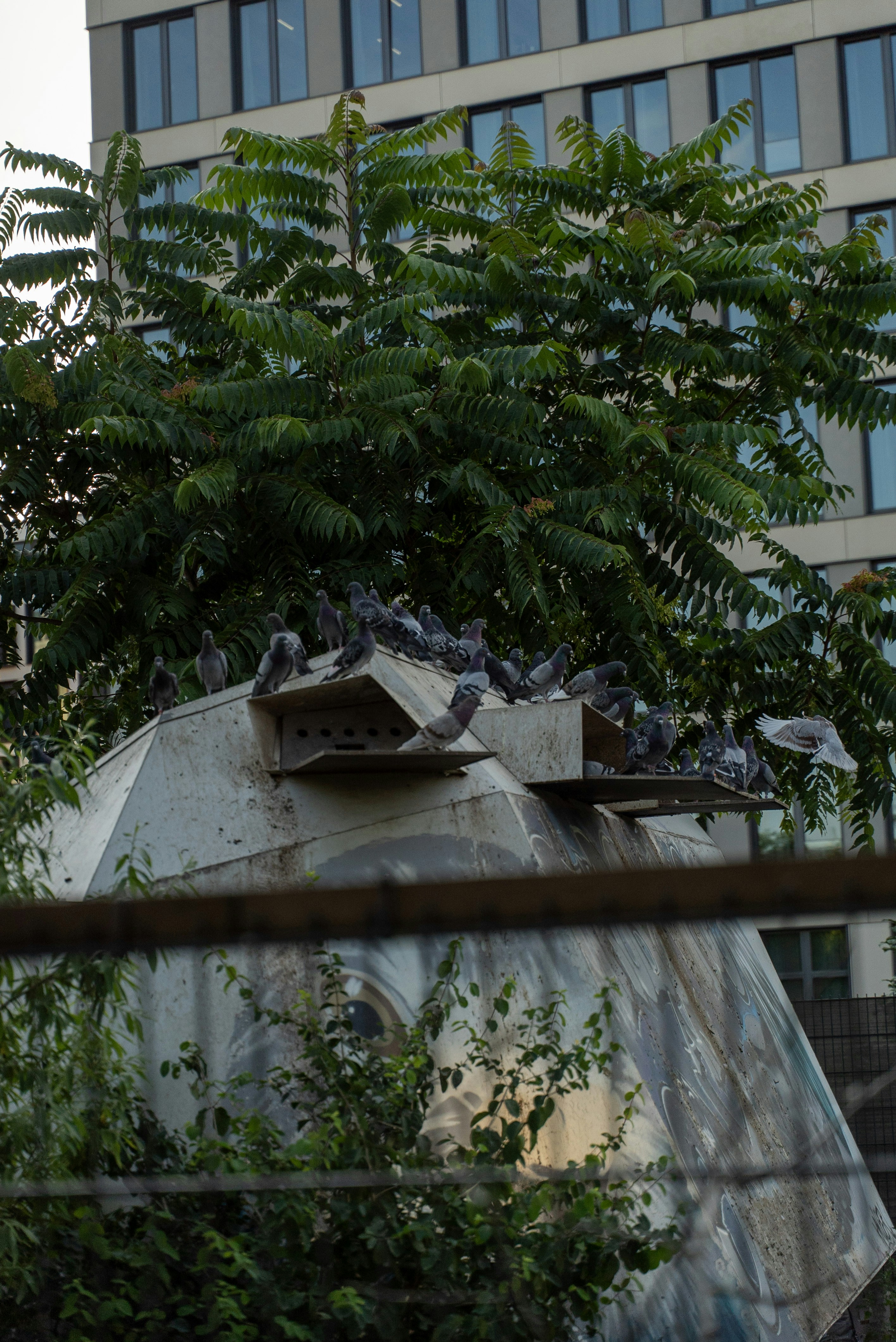 Urban Aviary: Pigeons at Rest