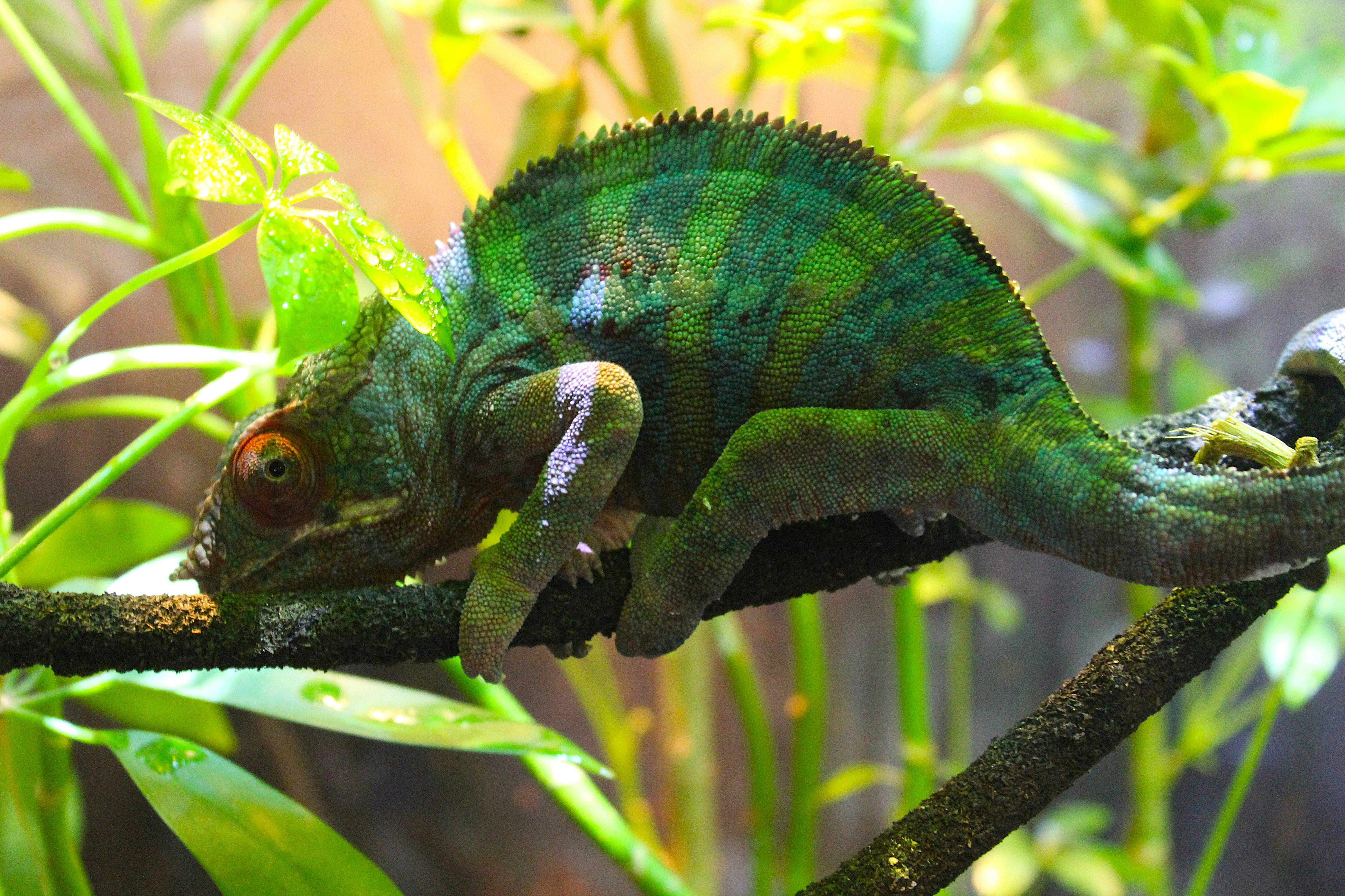 A green chameleon rests on a tree branch.