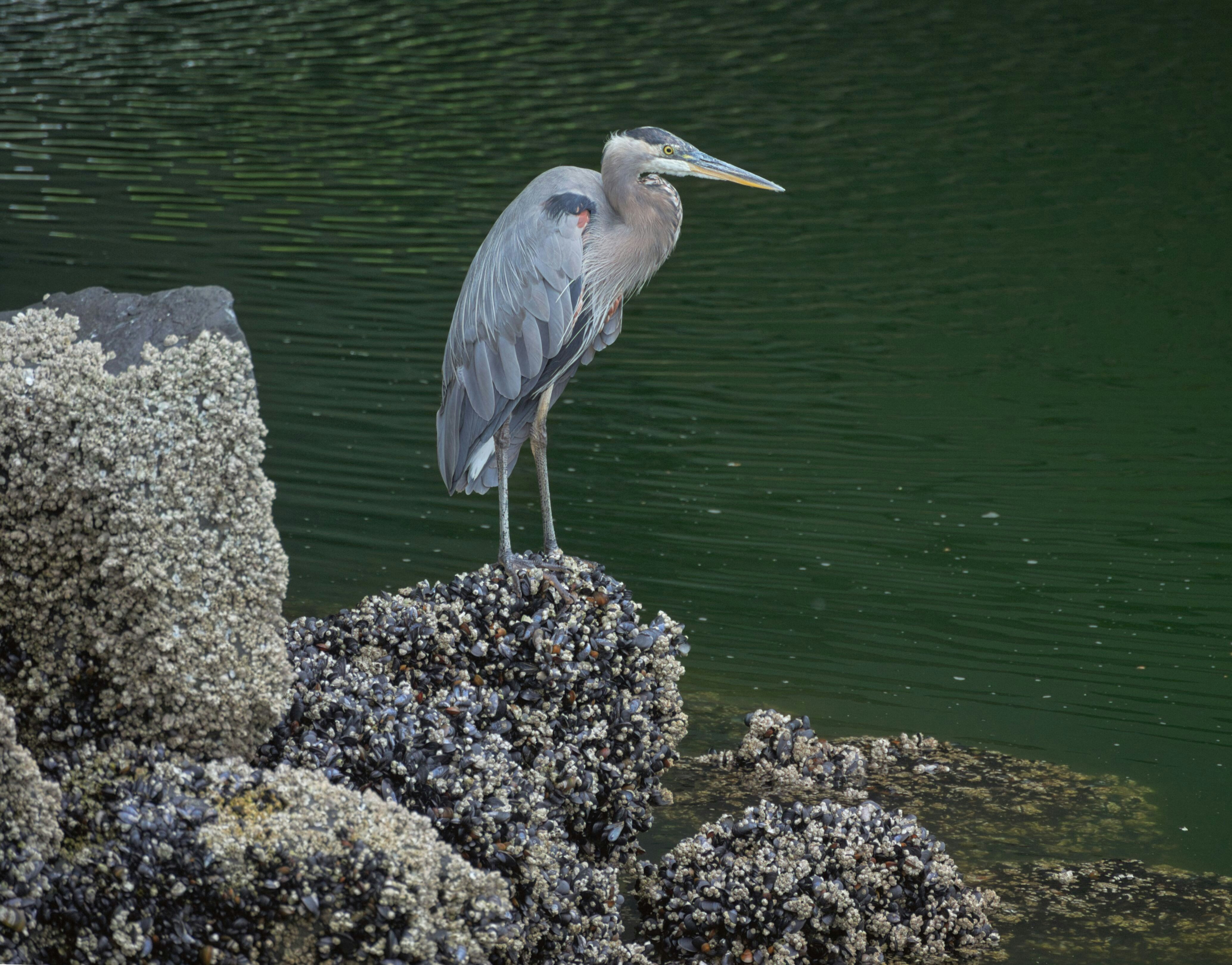 Silent Sentinel: The Heron’s Watch