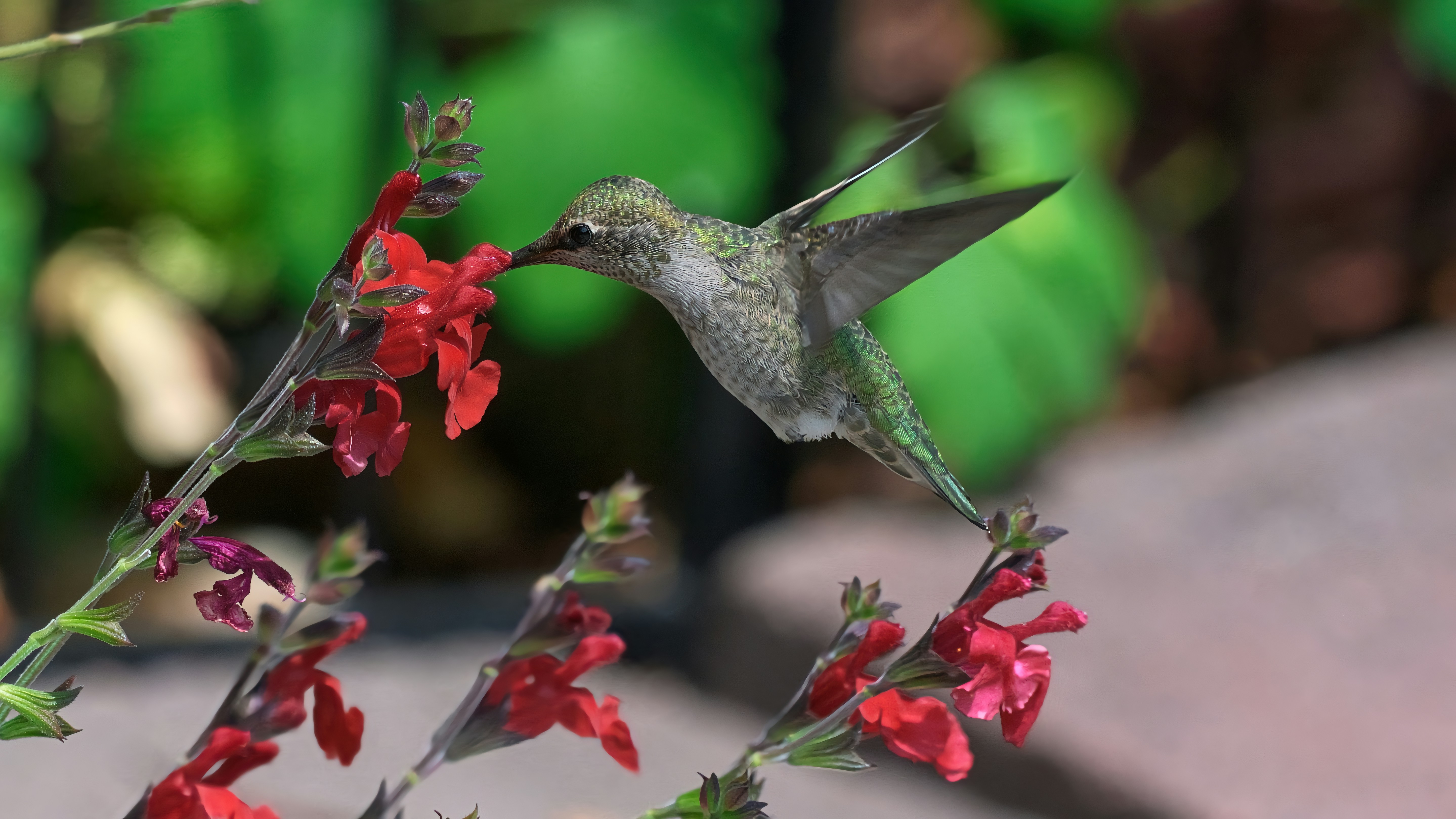 Beak-to-Bloom: A Hummingbird in a Crimson Nectar Moment