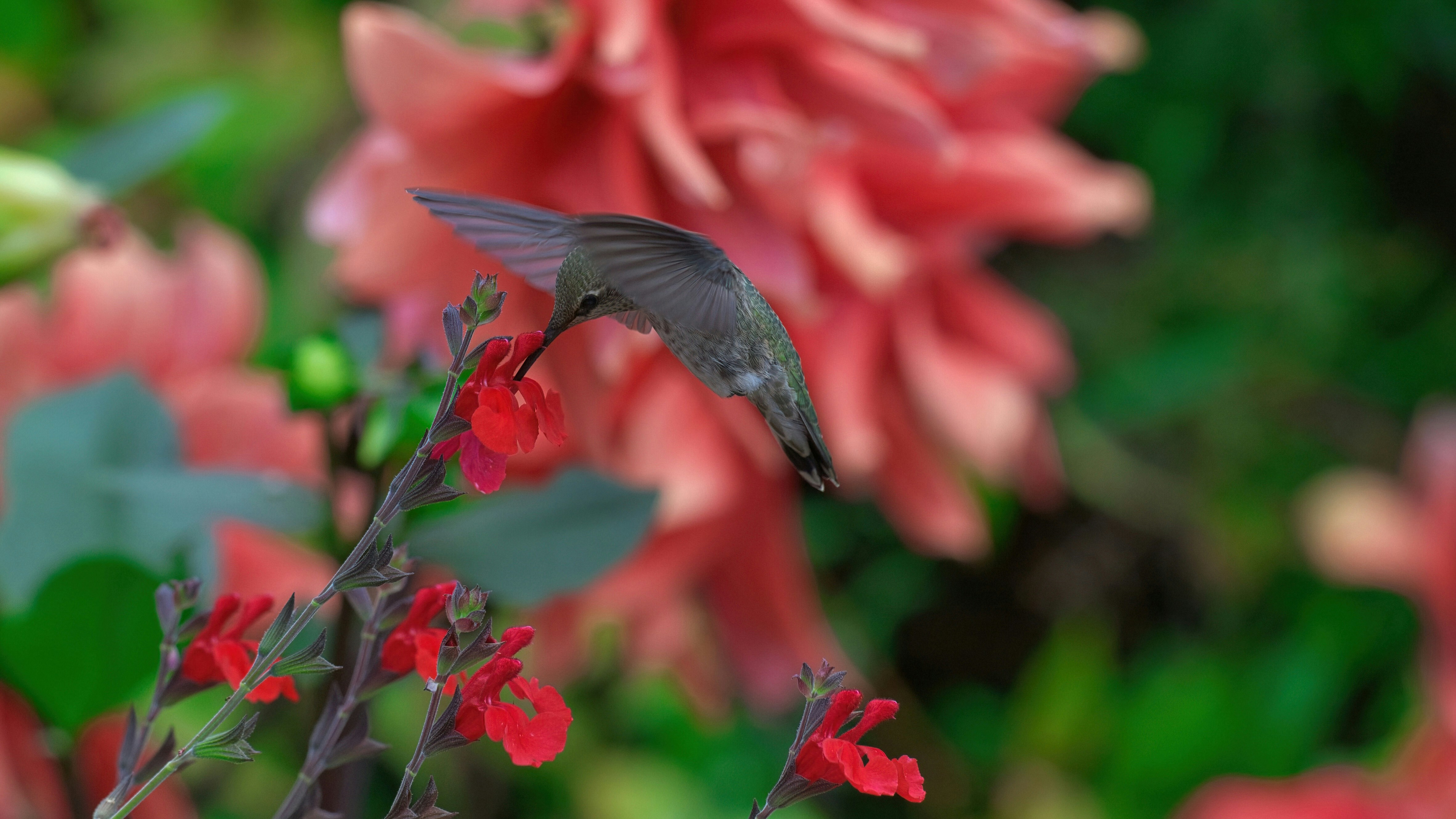 Whispers of Nature: A Hummingbird's Dance