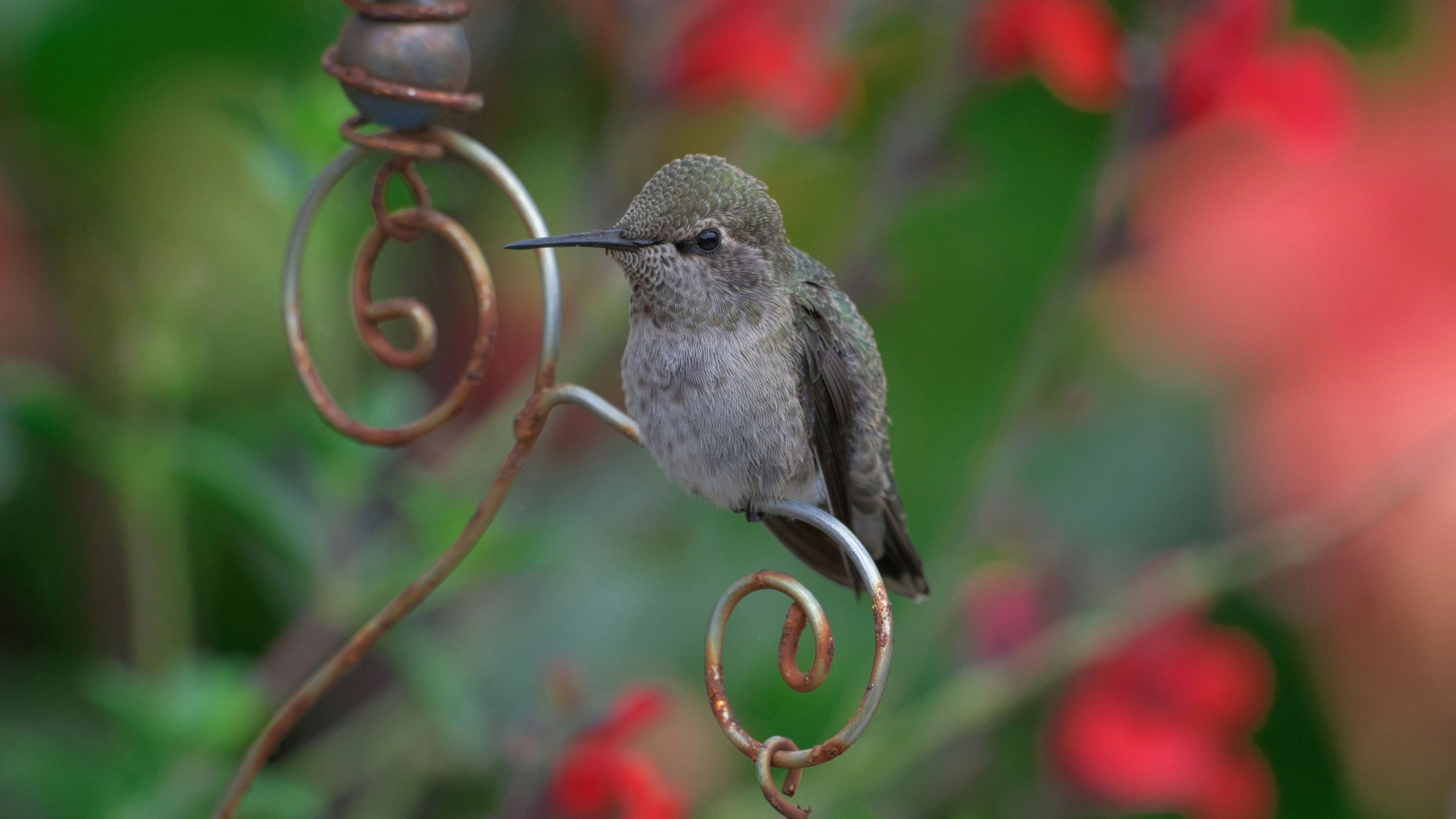 Whispers of Nature: A Hummingbird's Serenade