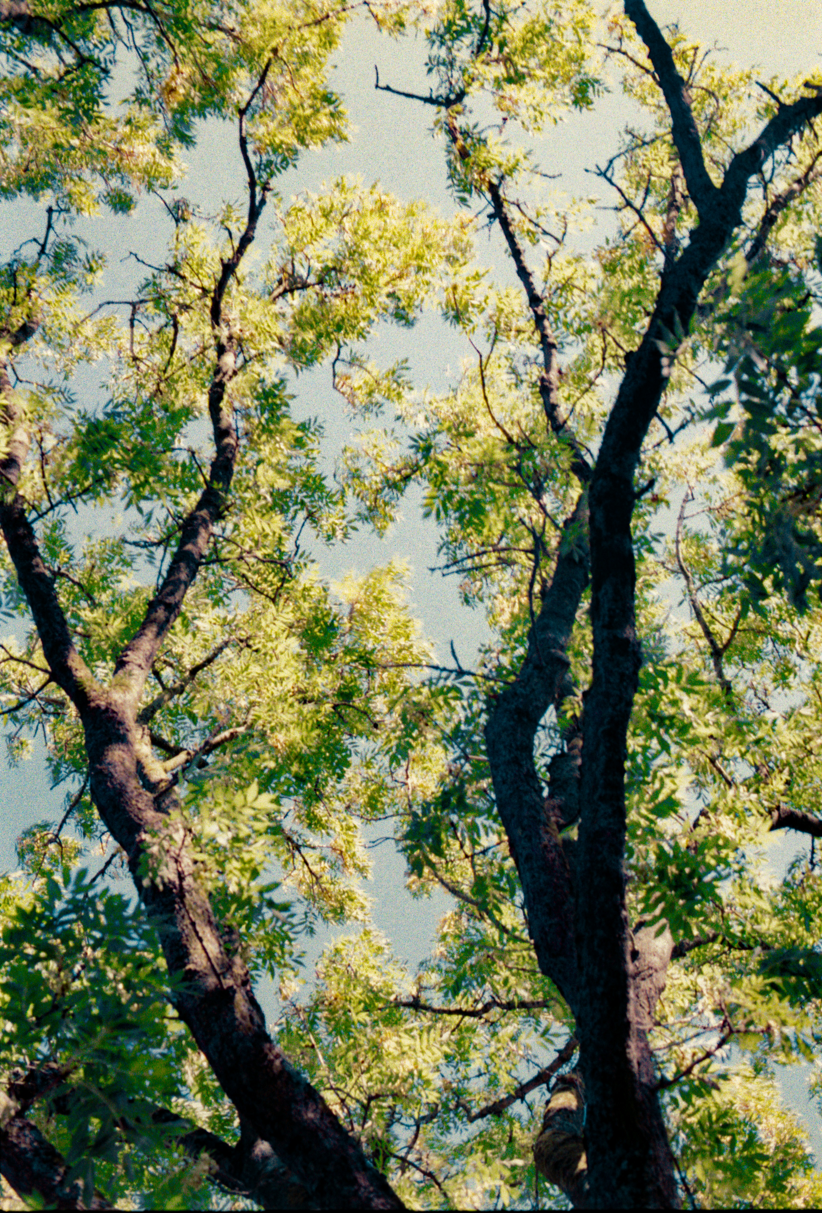 Tall trees with green leaves against a blue sky