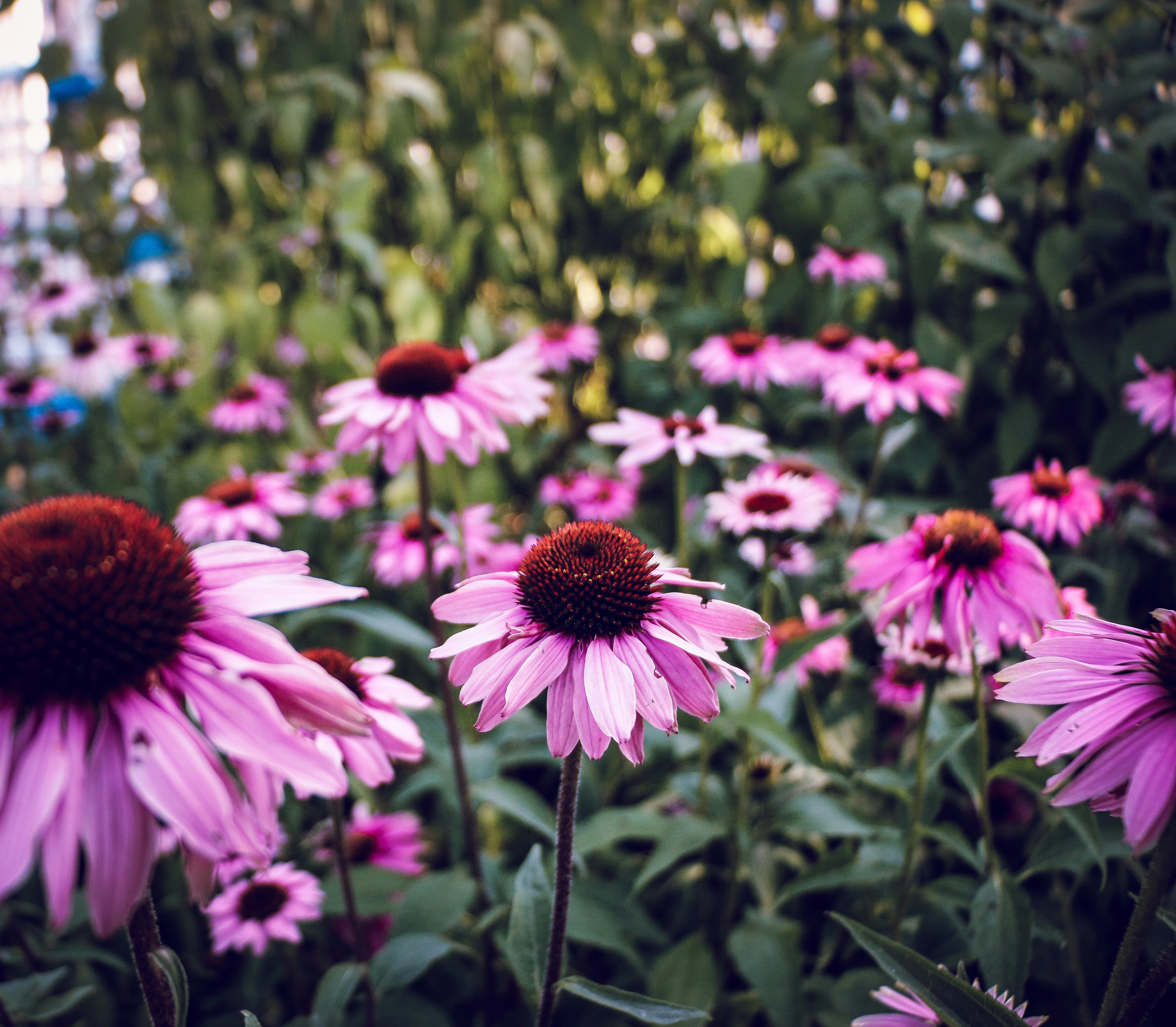 Vibrant pink echinacea flowers bloom amidst lush greenery, creating a serene garden scene.