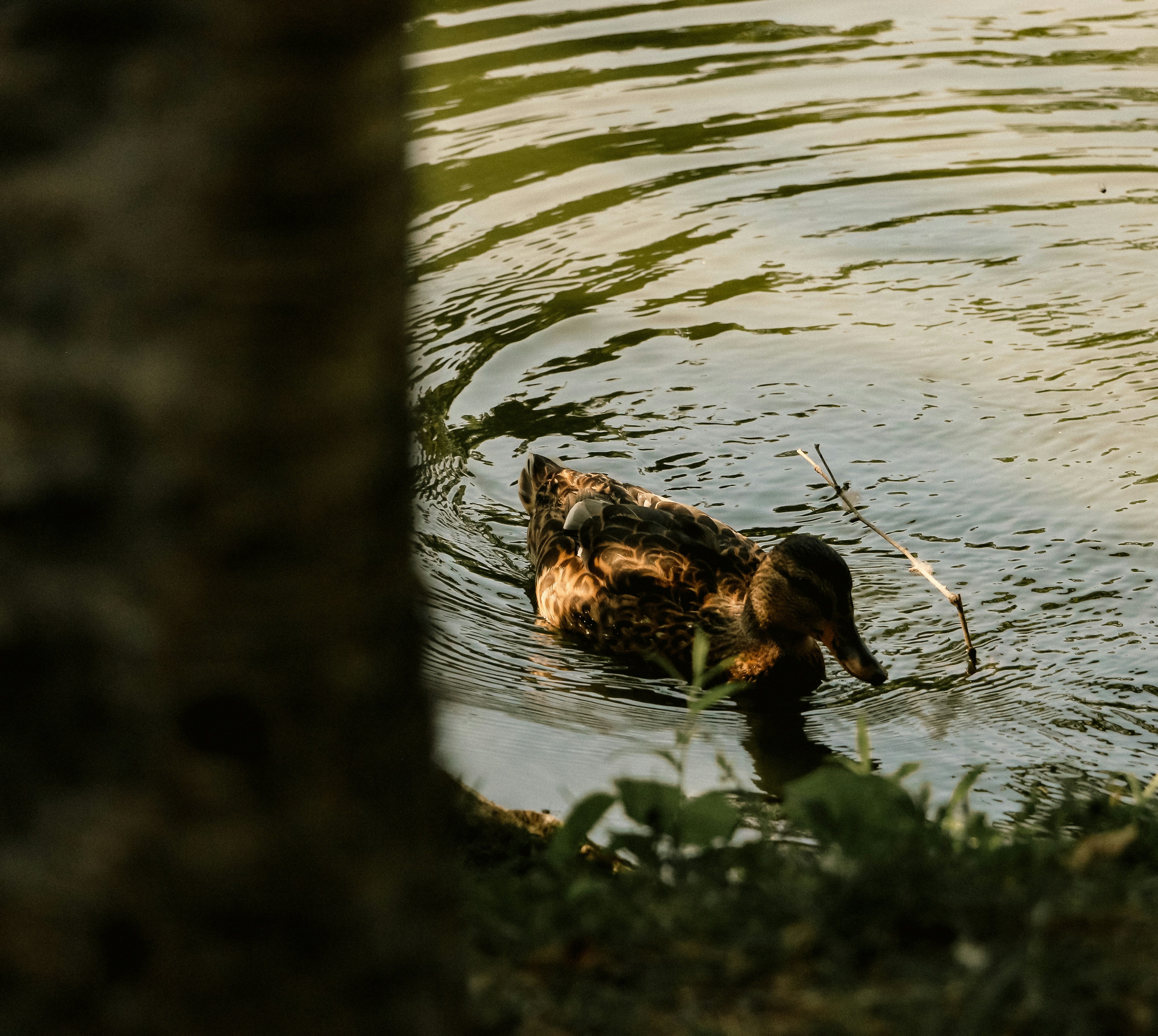 A duck glides through rippling water, surrounded by lush greenery, creating a tranquil scene. The natural setting emphasizes the harmony of wildlife.
