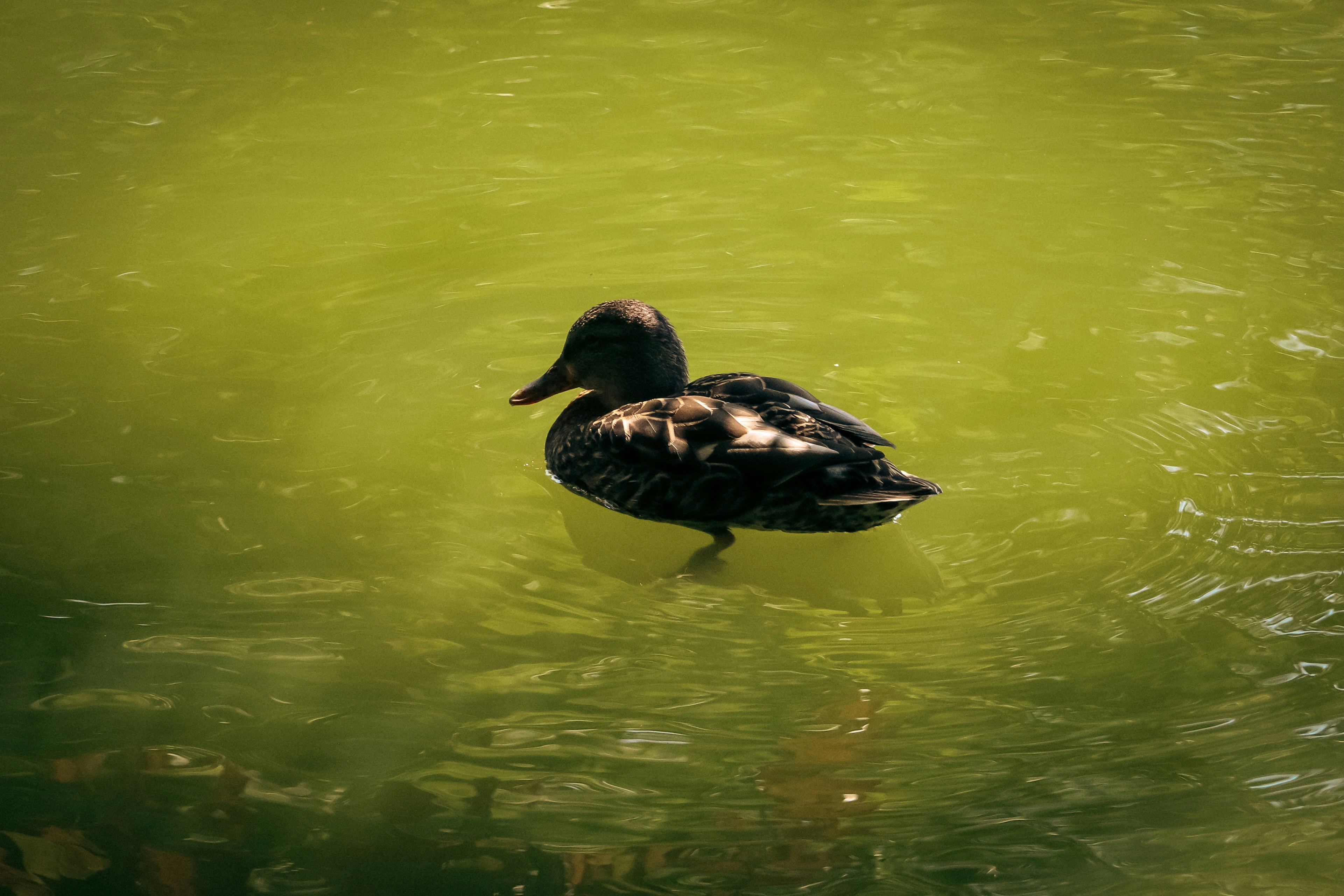 A solitary duck glides gracefully across a tranquil pond, surrounded by rippling reflections of green hues.