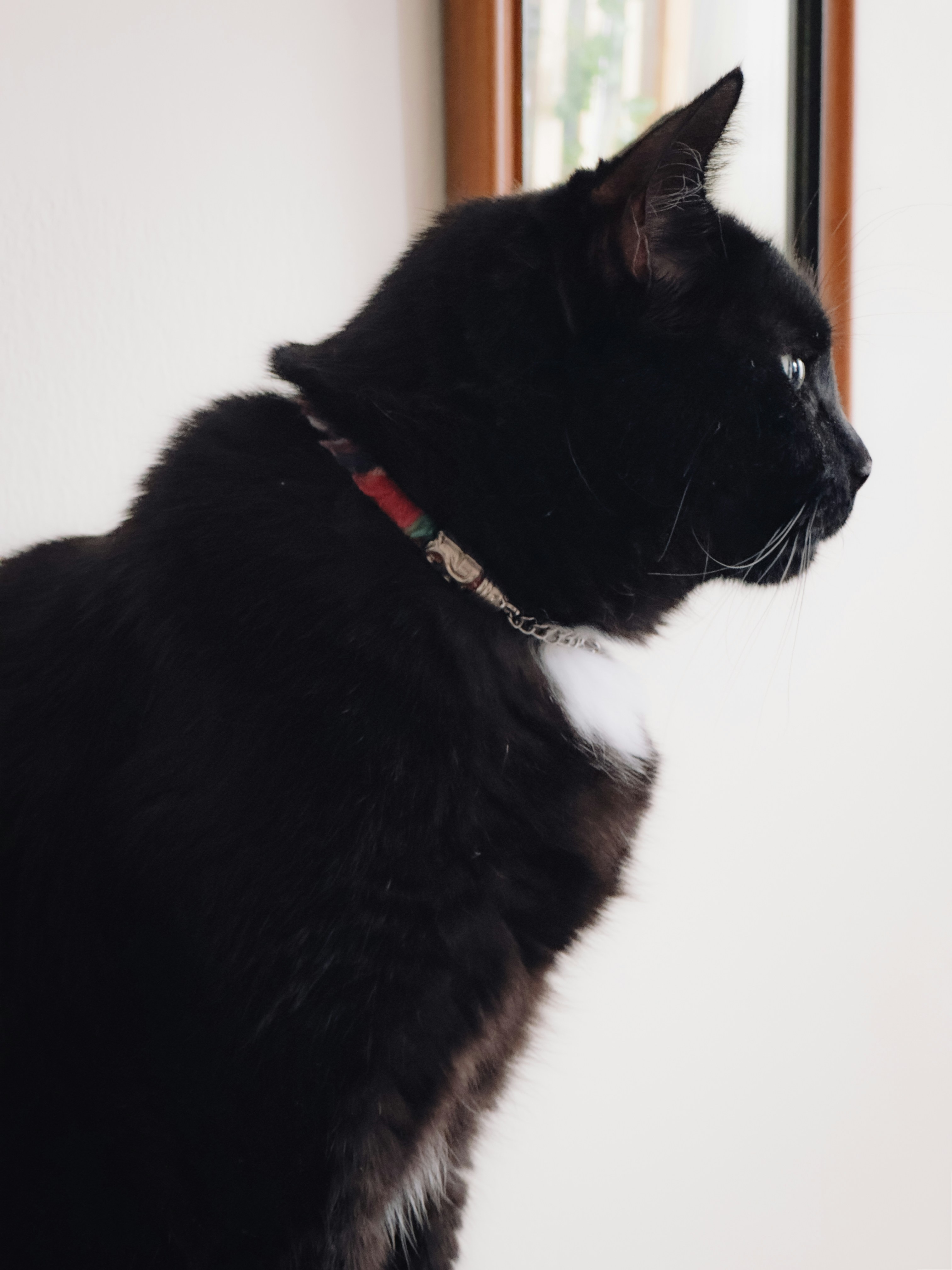 Silent Watcher by the Window