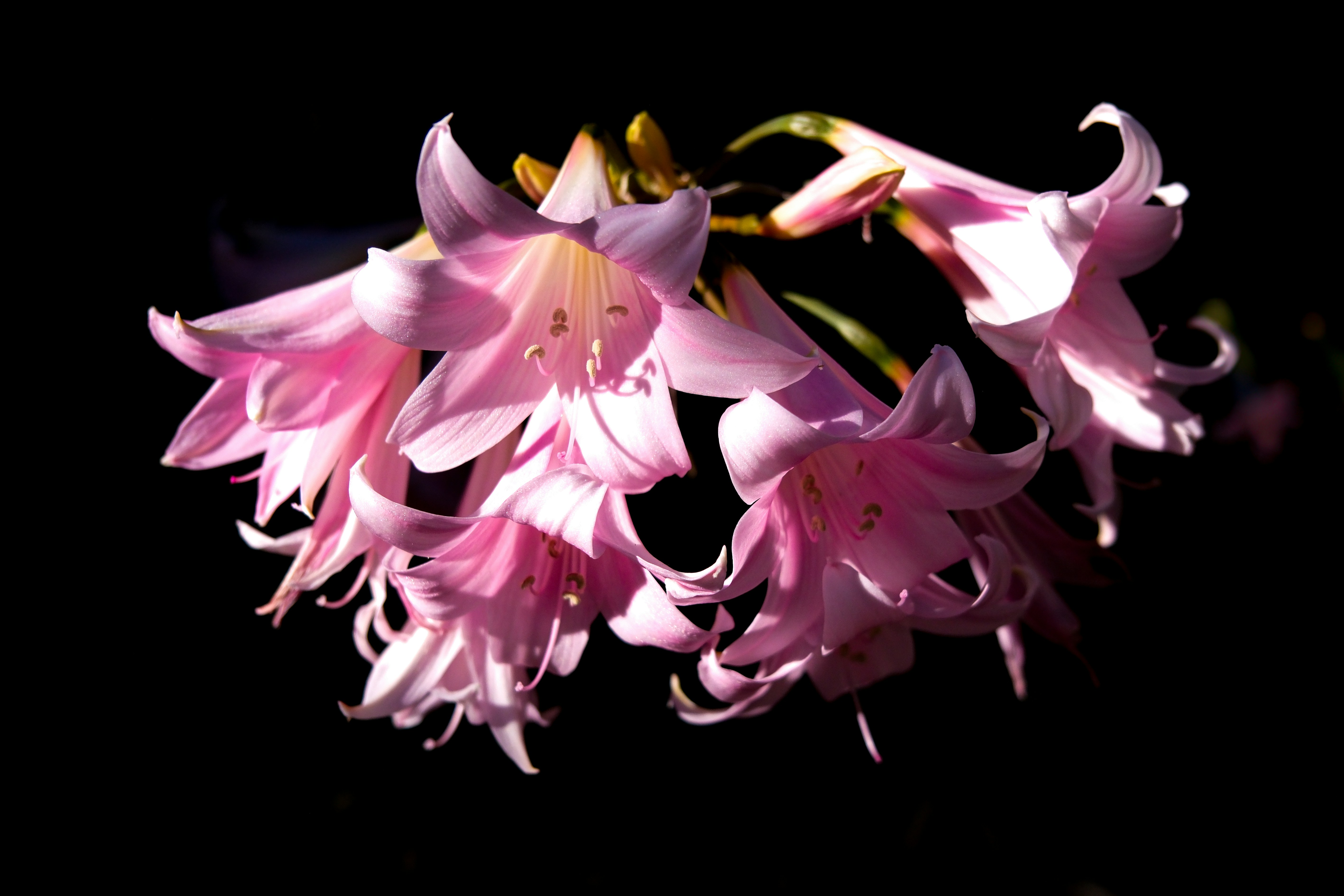 Whispers of Pink Elegance