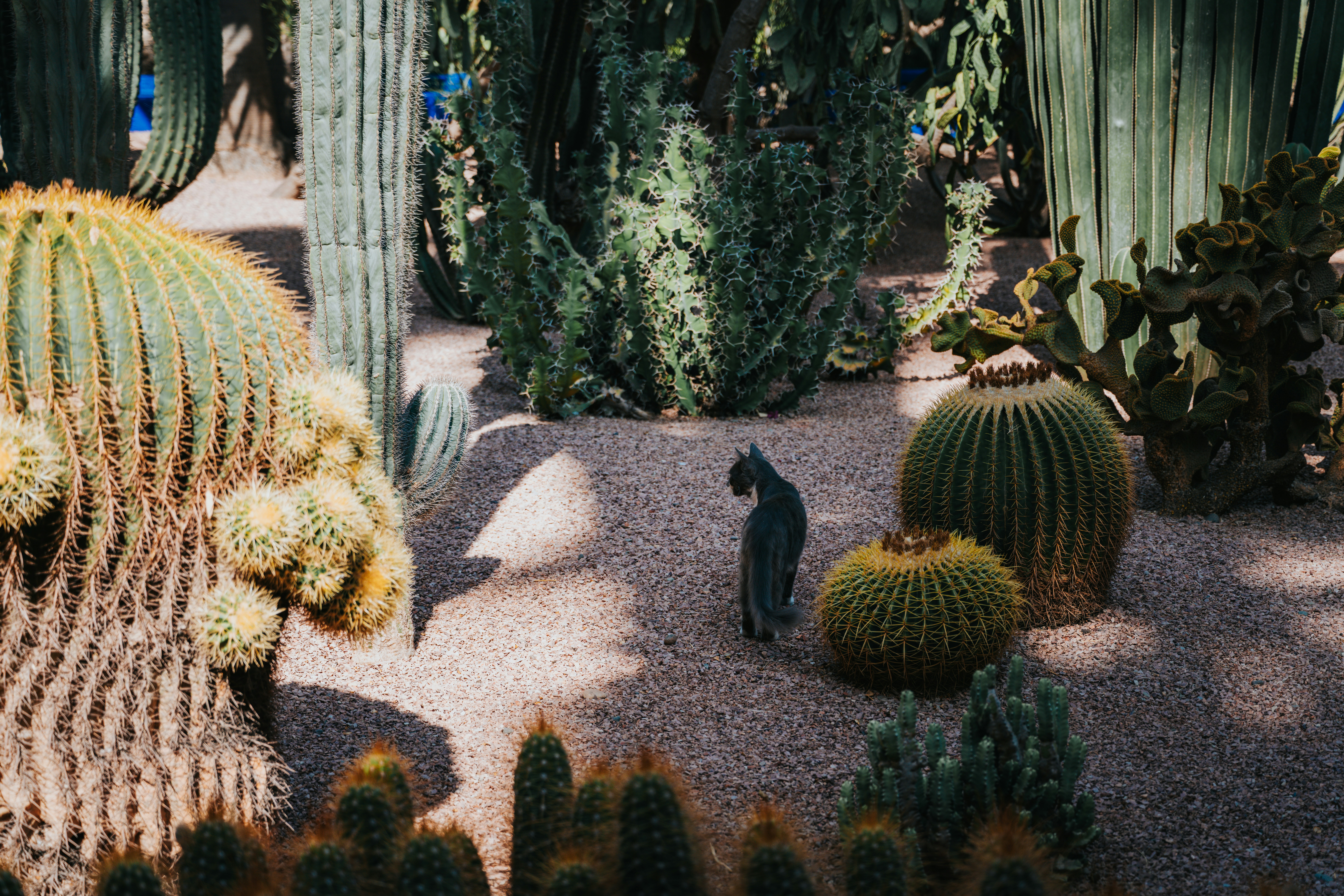 A gray cat wanders through a vibrant desert garden, surrounded by various cacti and succulents. The scene captures a serene moment in a lush, arid environment.