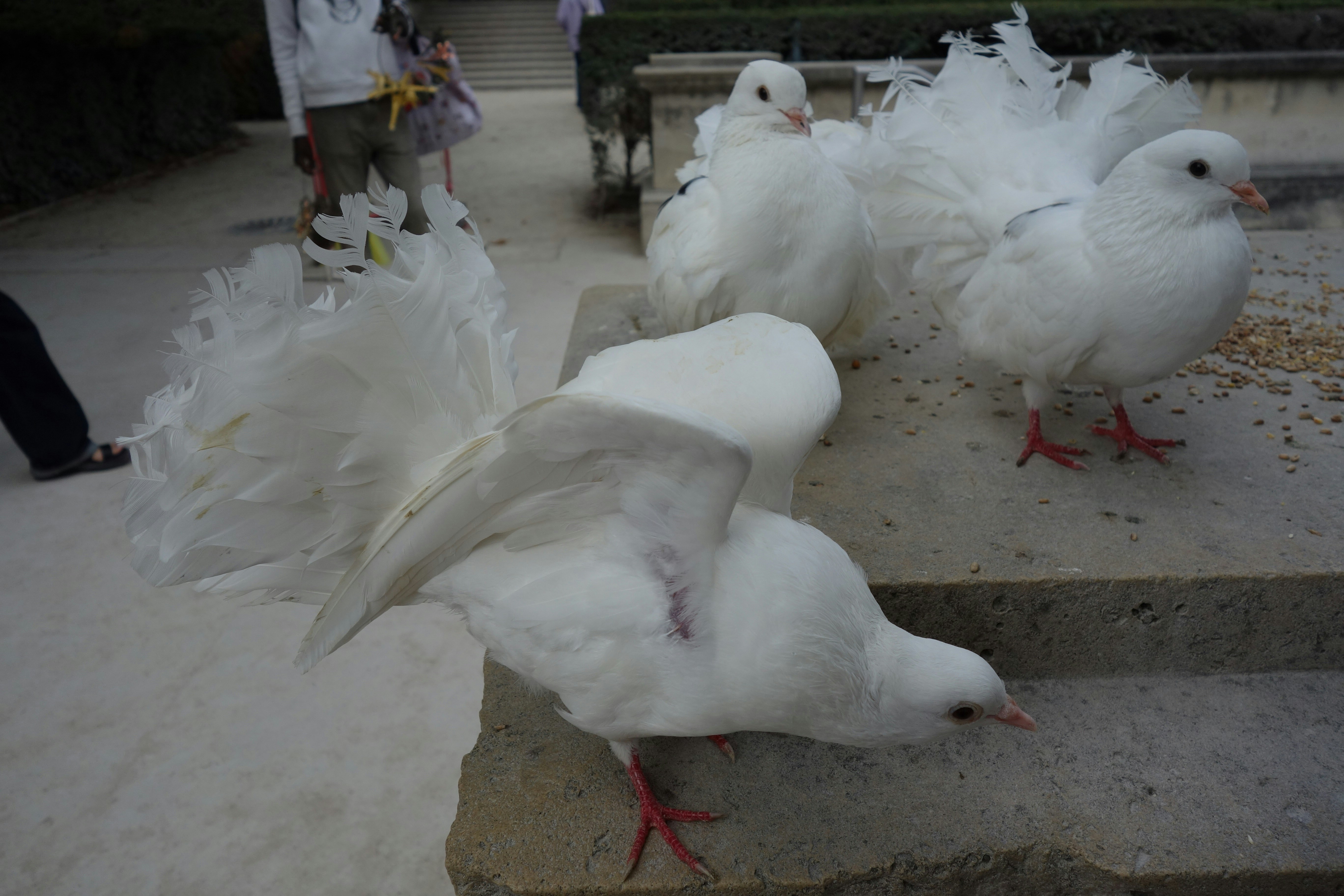 Several white fantail pigeons gathered on steps.