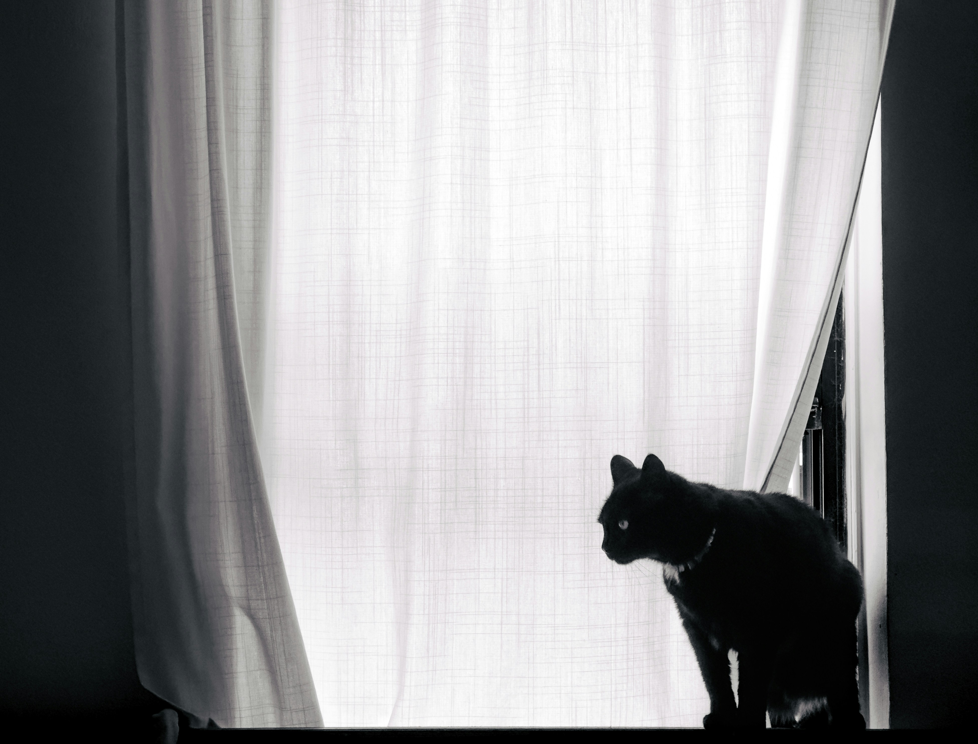 A black cat quietly observes from the shadows, framed by a softly lit curtain. The contrast between light and dark enhances the mysterious ambiance.