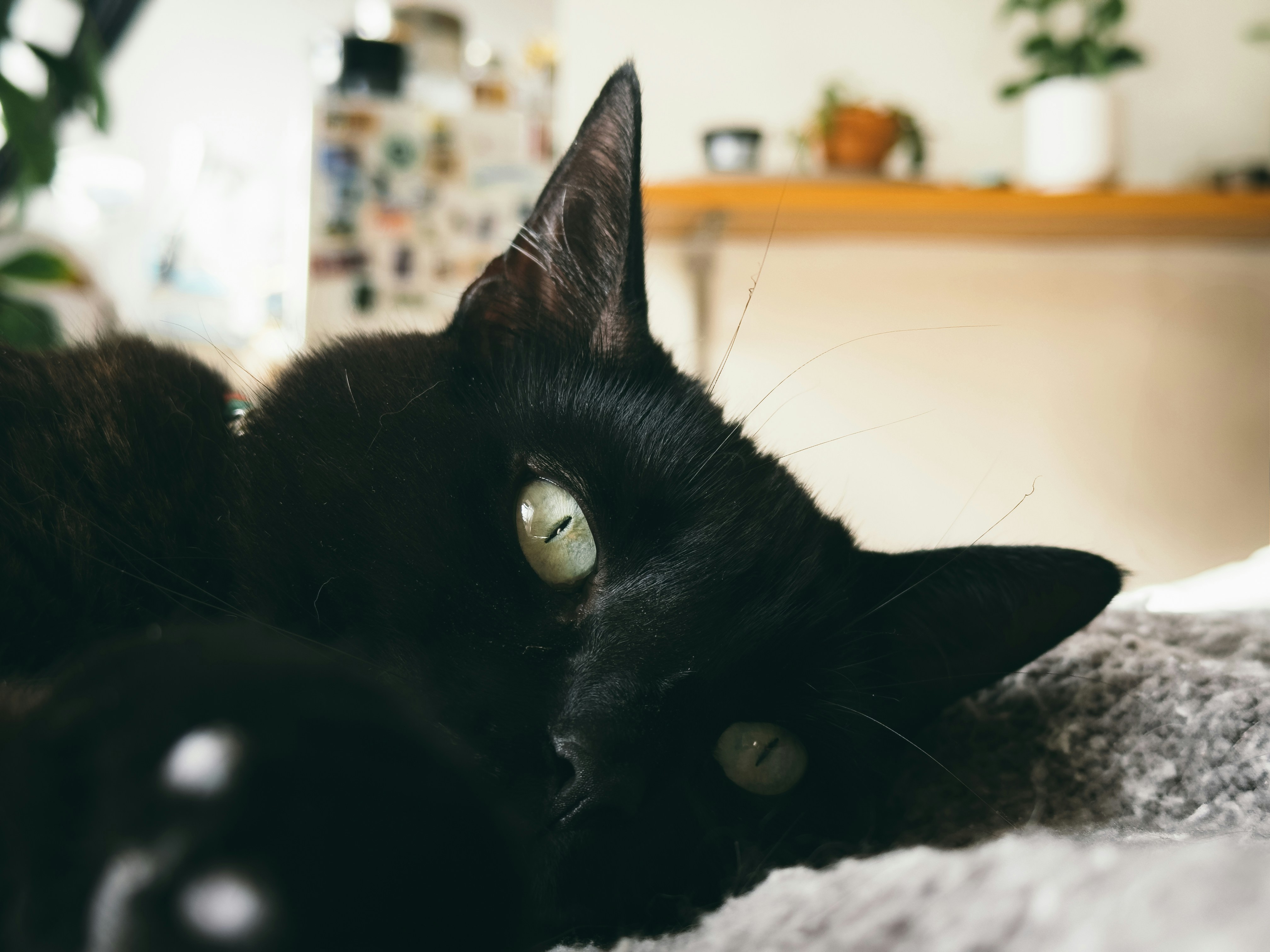 Black Cat | Black cat resting on a soft blanket indoors surface.