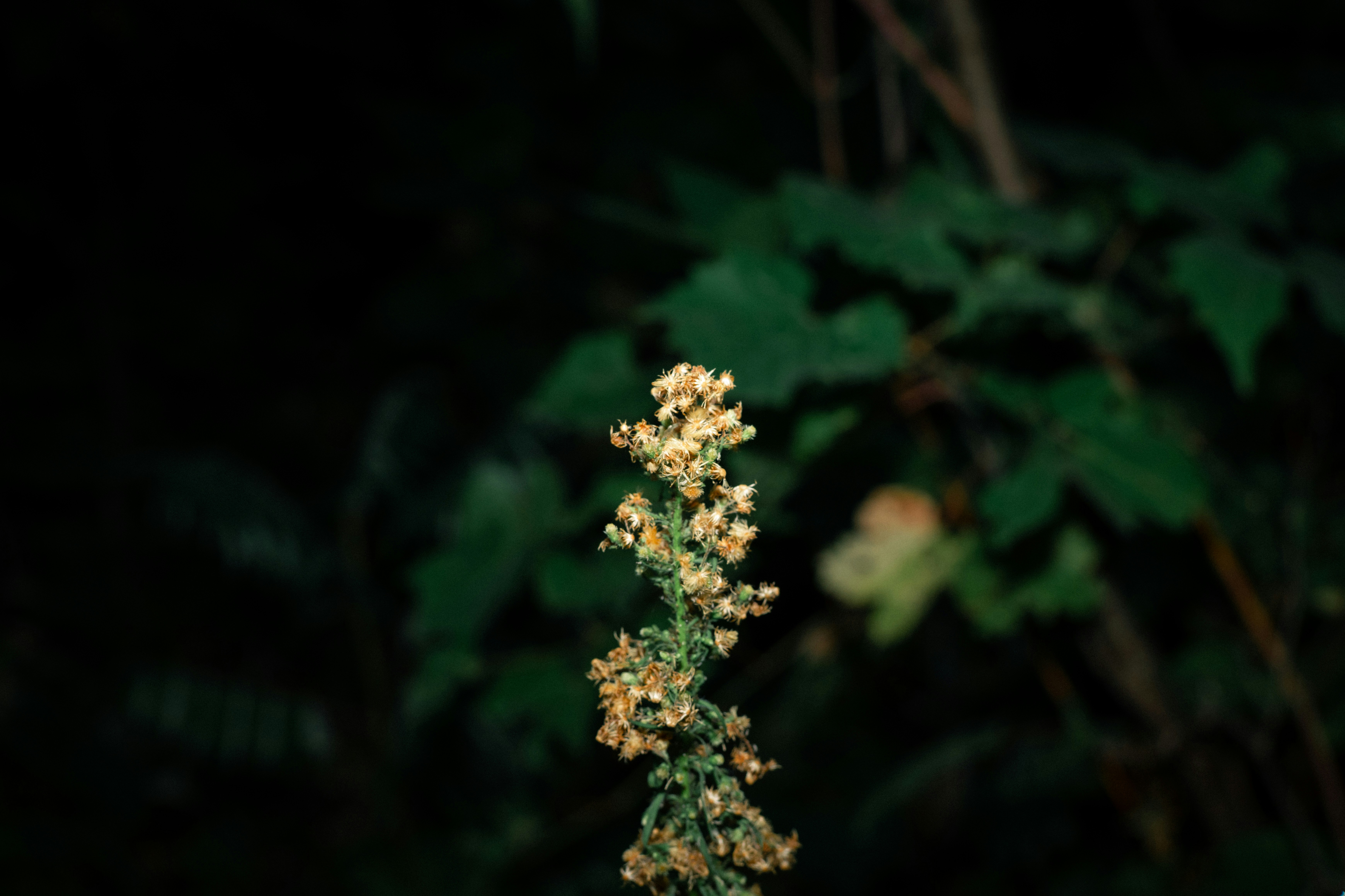 Whispers of Nature: The Resilient Bloom