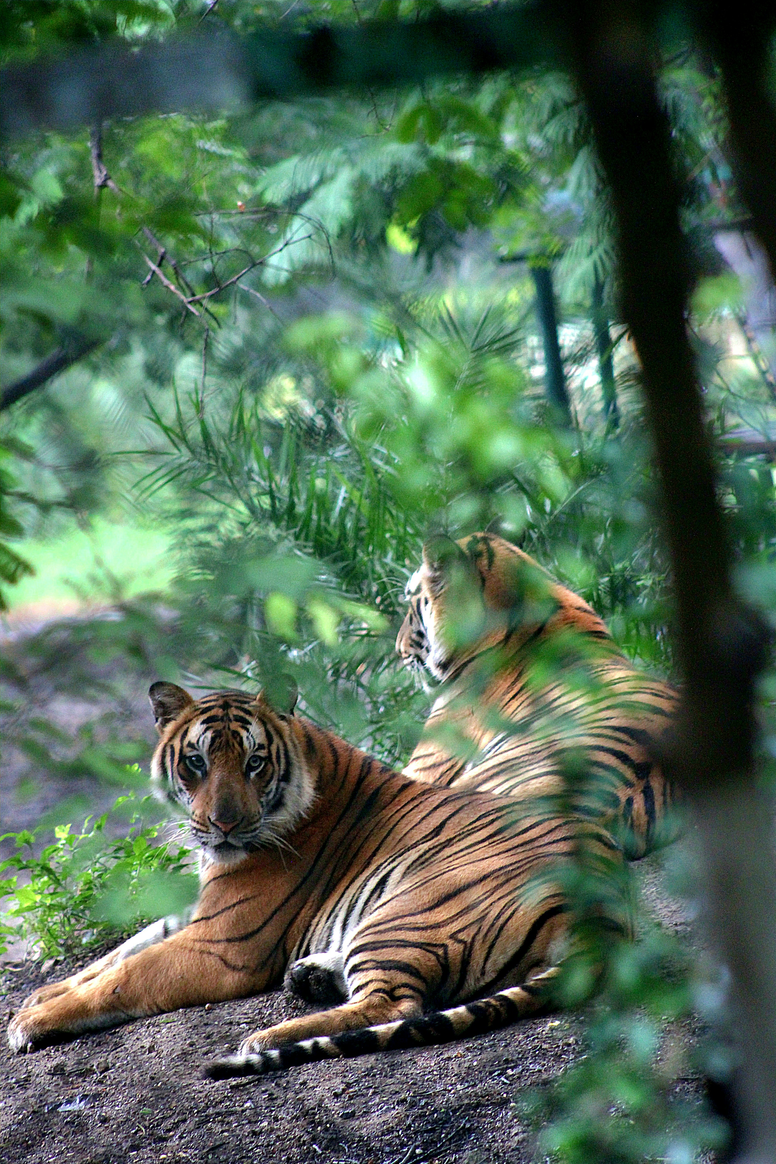 Whispers of the Wild: A Tiger's Retreat