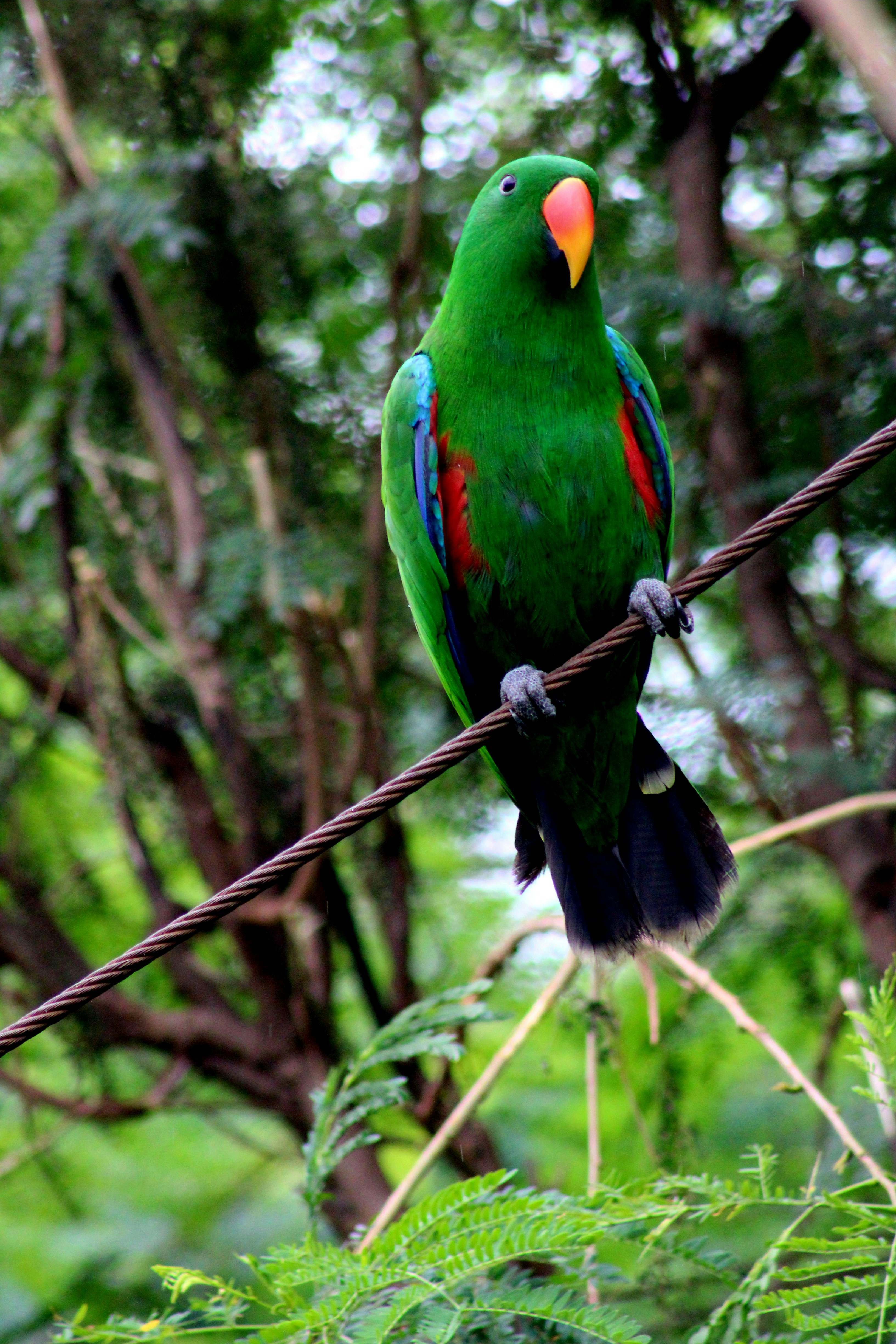 A green eclectus parrot perched on a branch.