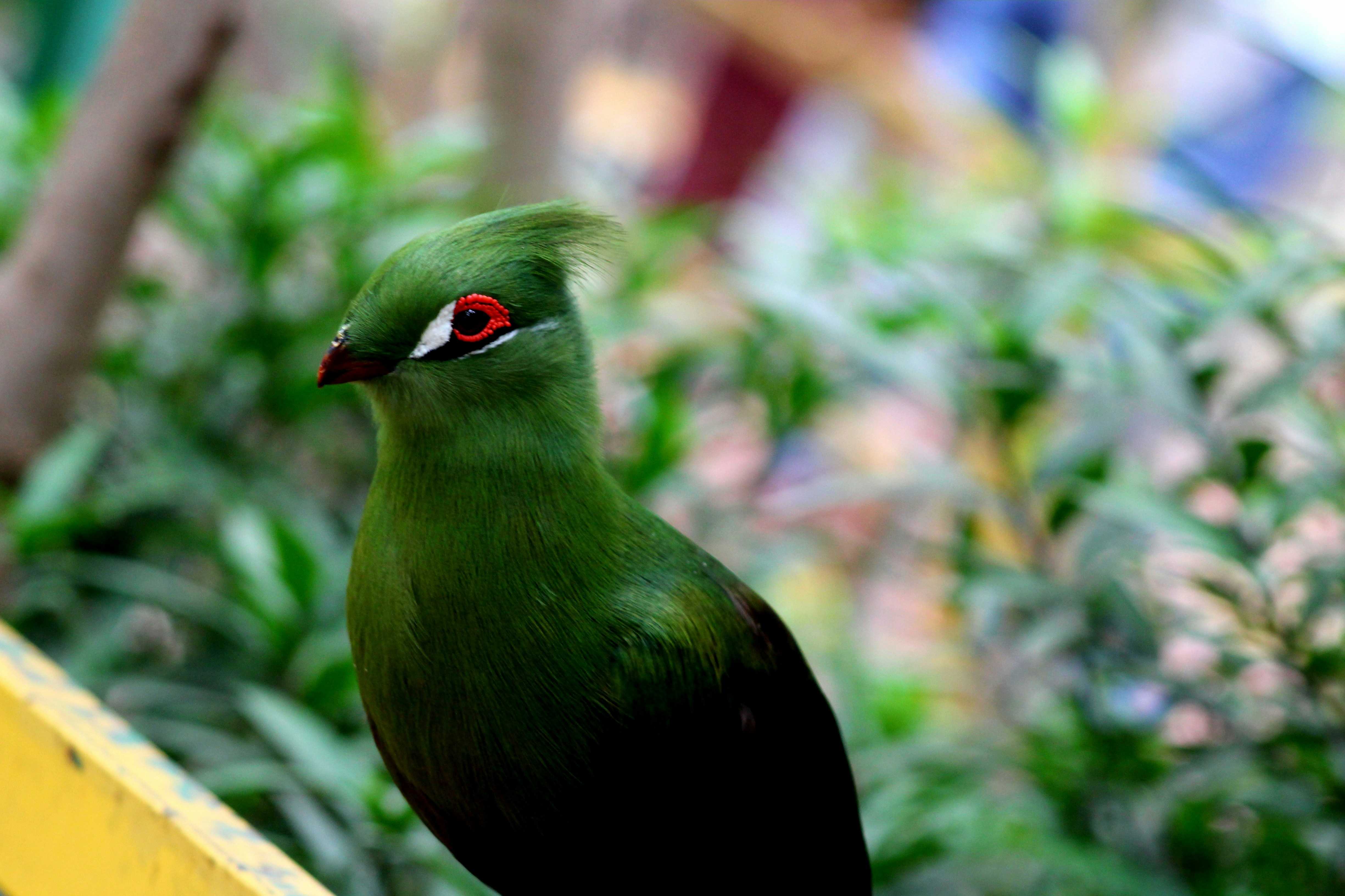 A green bird with red markings on its beak.
