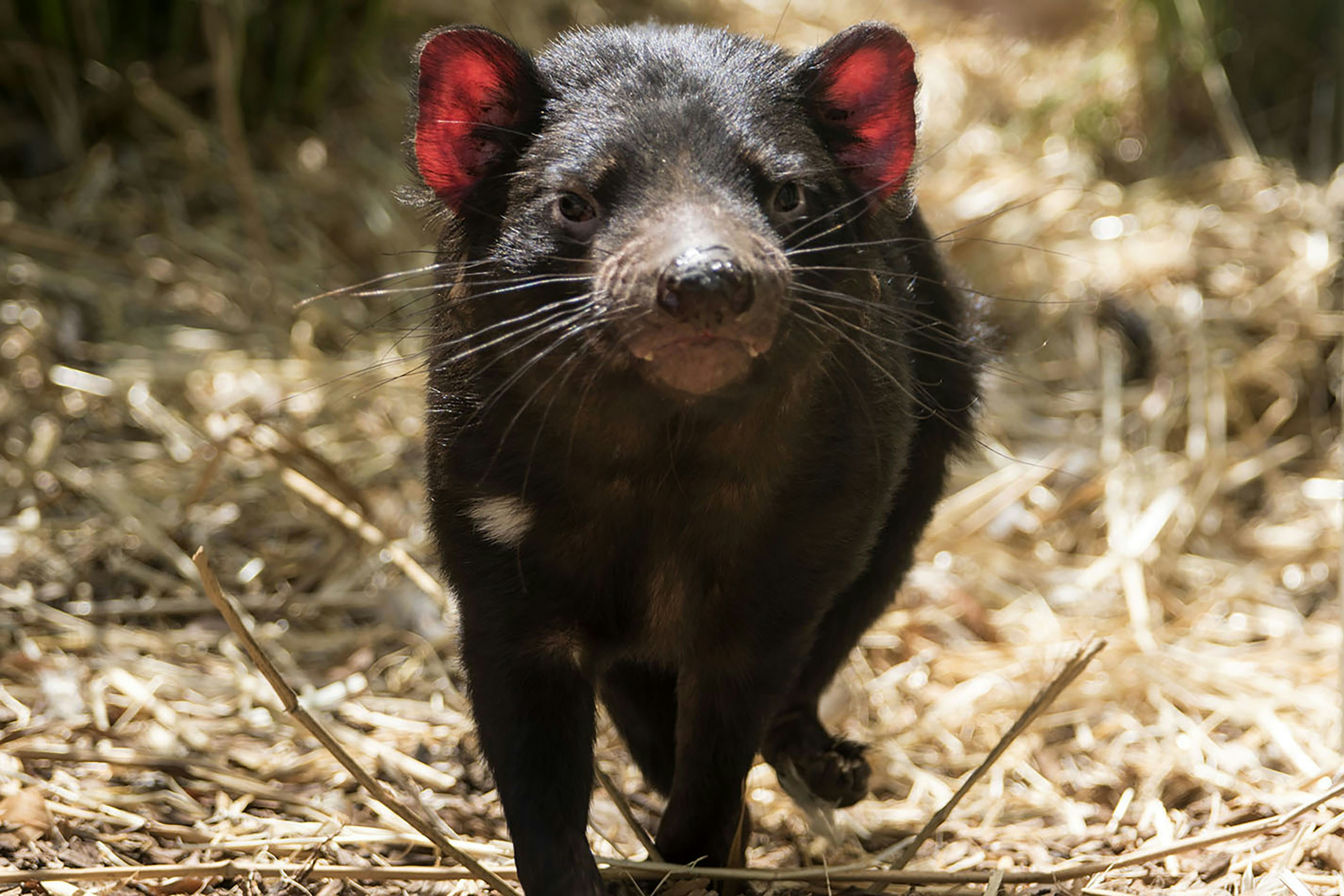 Tasmanian Devil | A tasmanian devil running towards the camera.