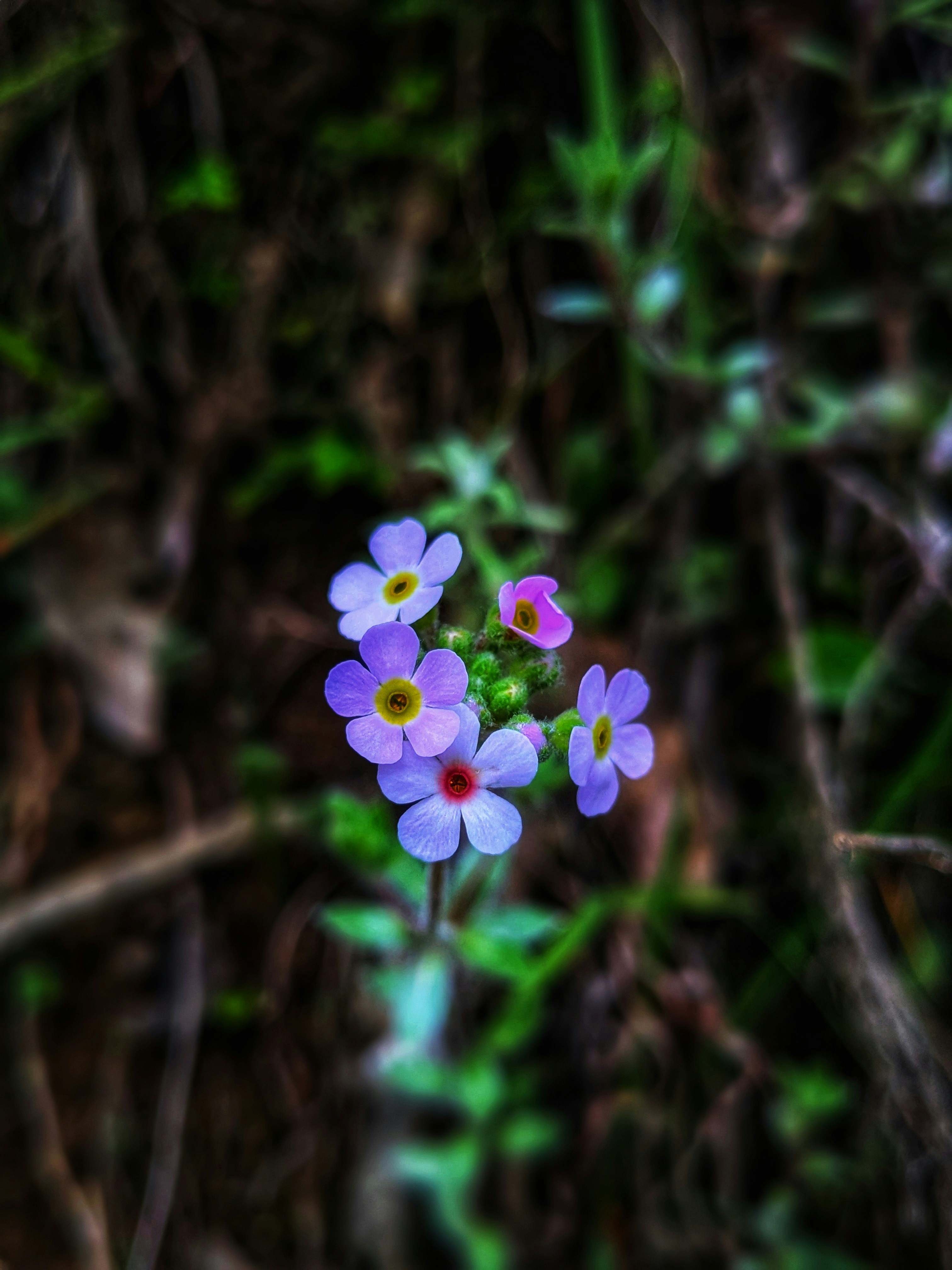 Whispers of the Forest: A Delicate Floral Encounter
