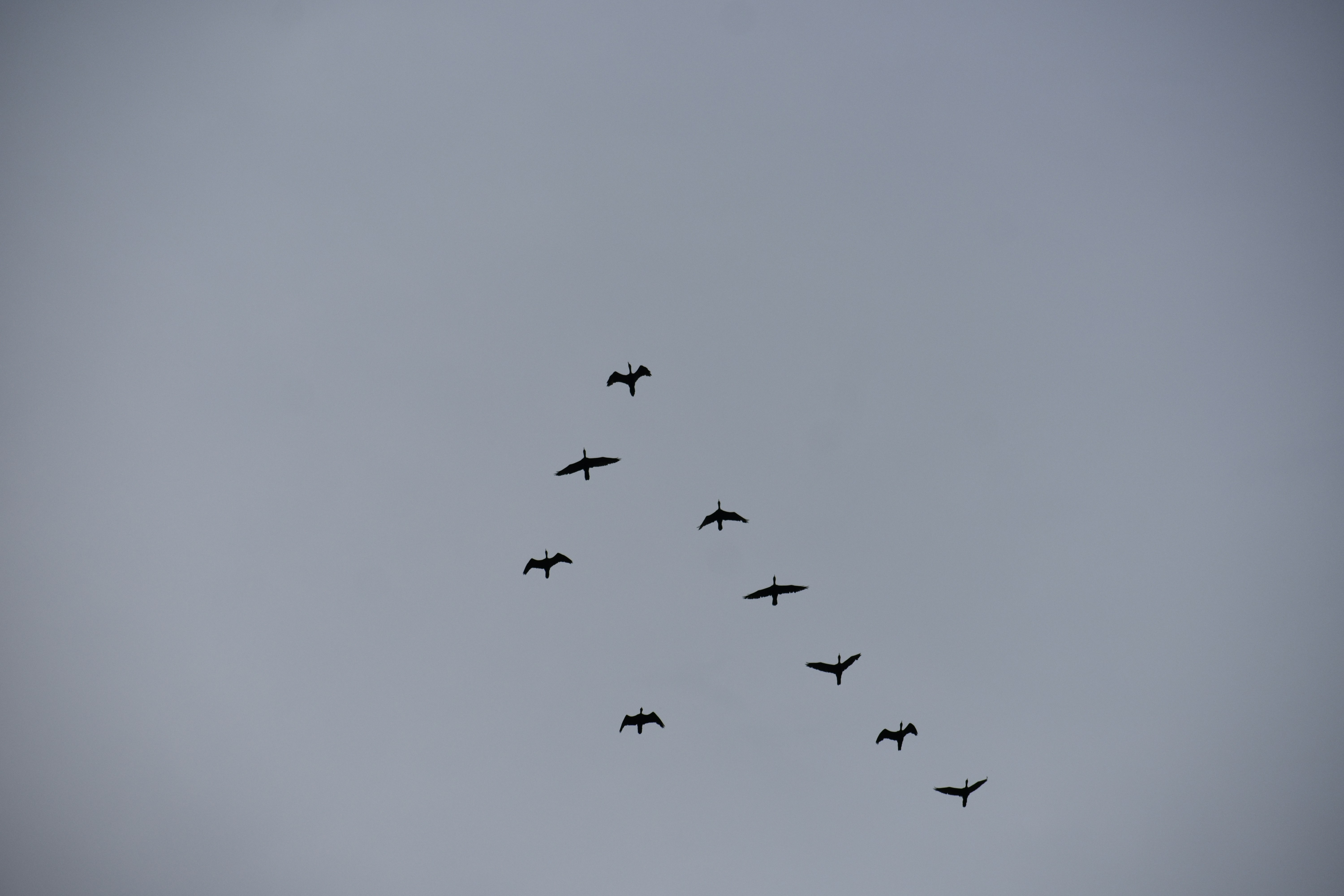 Birds flying in a v formation against a light sky