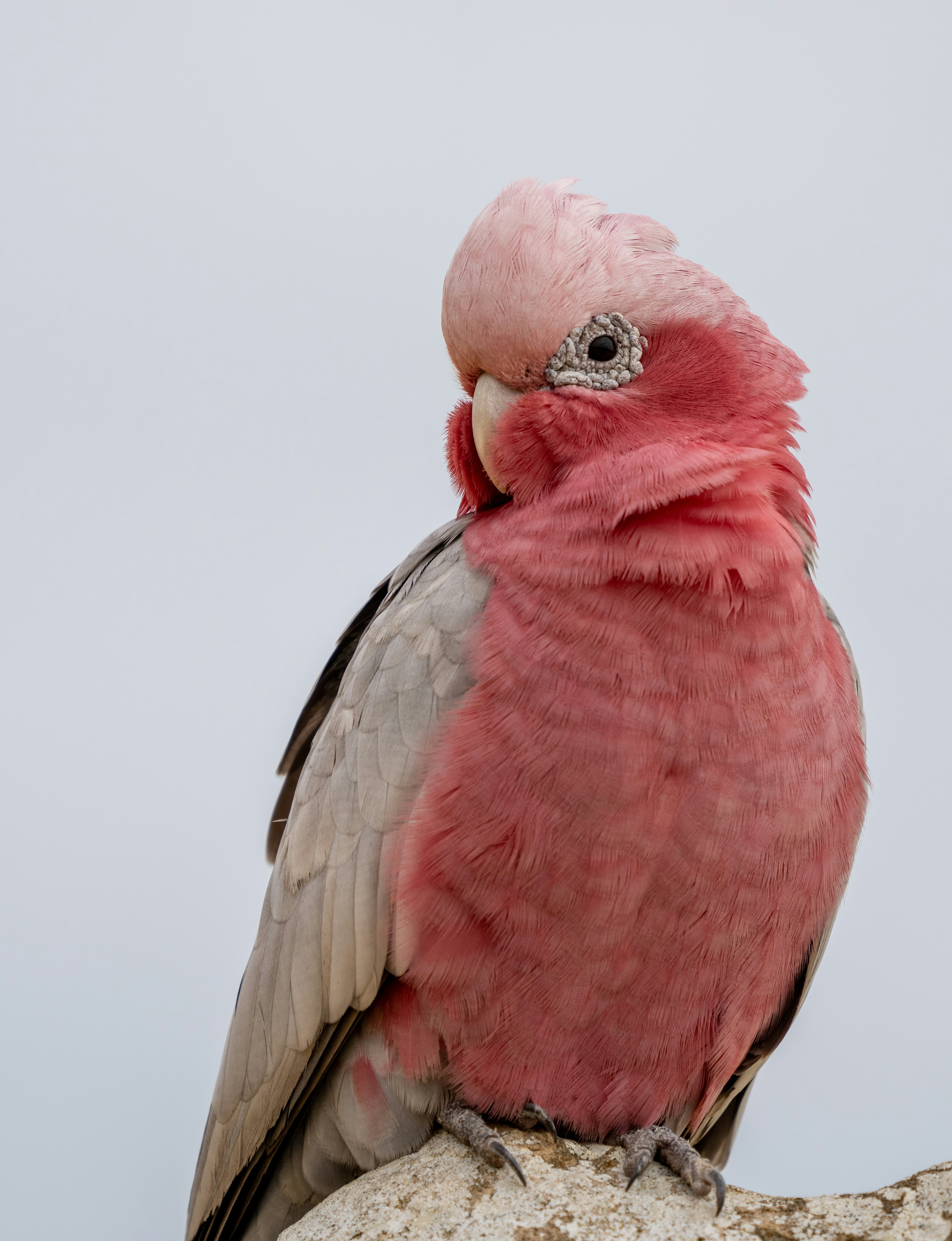 A pink and grey galah cockatoo perched on a rock.