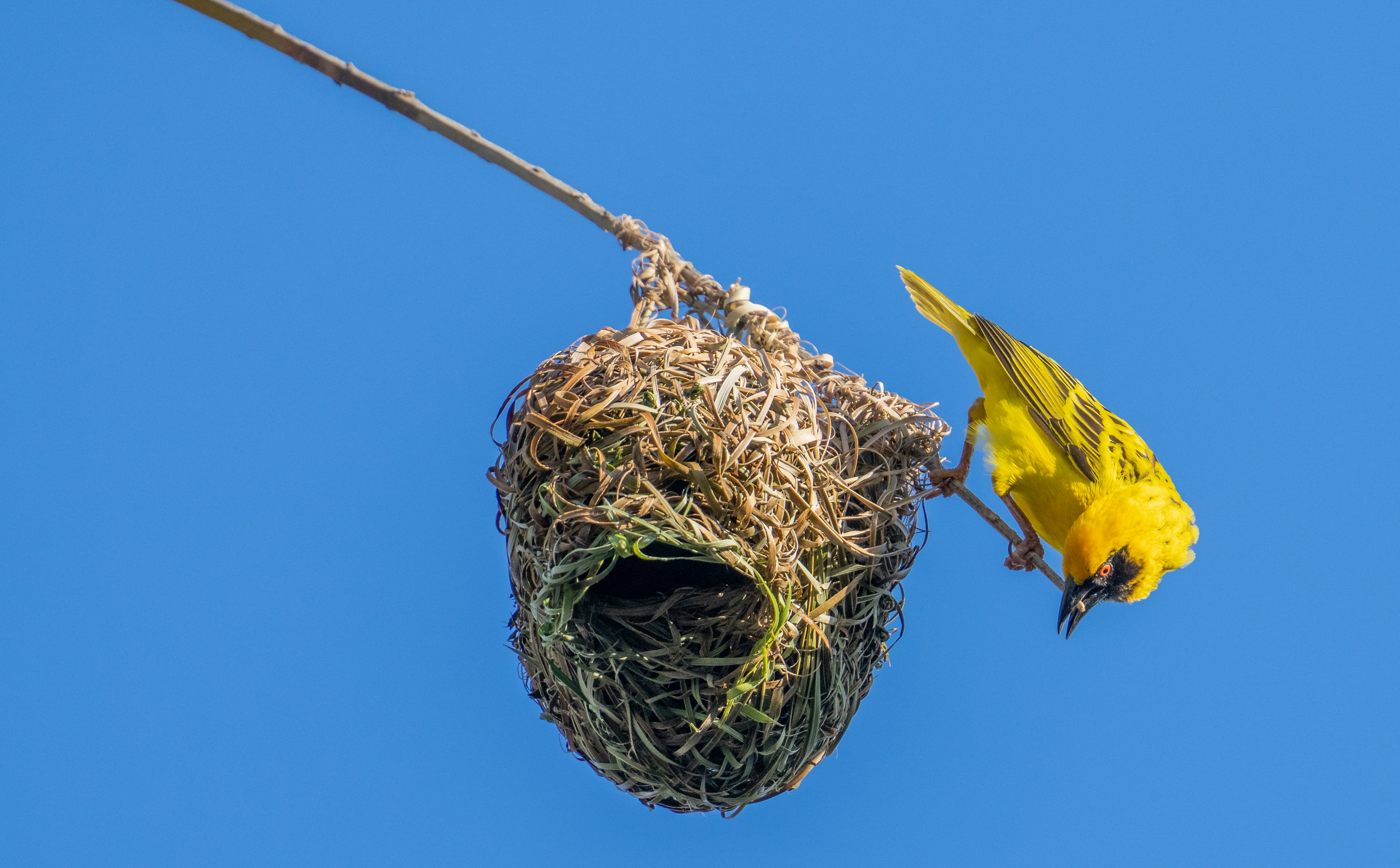 A vibrant yellow weaver bird inspects its intricately woven nest against a clear blue sky.