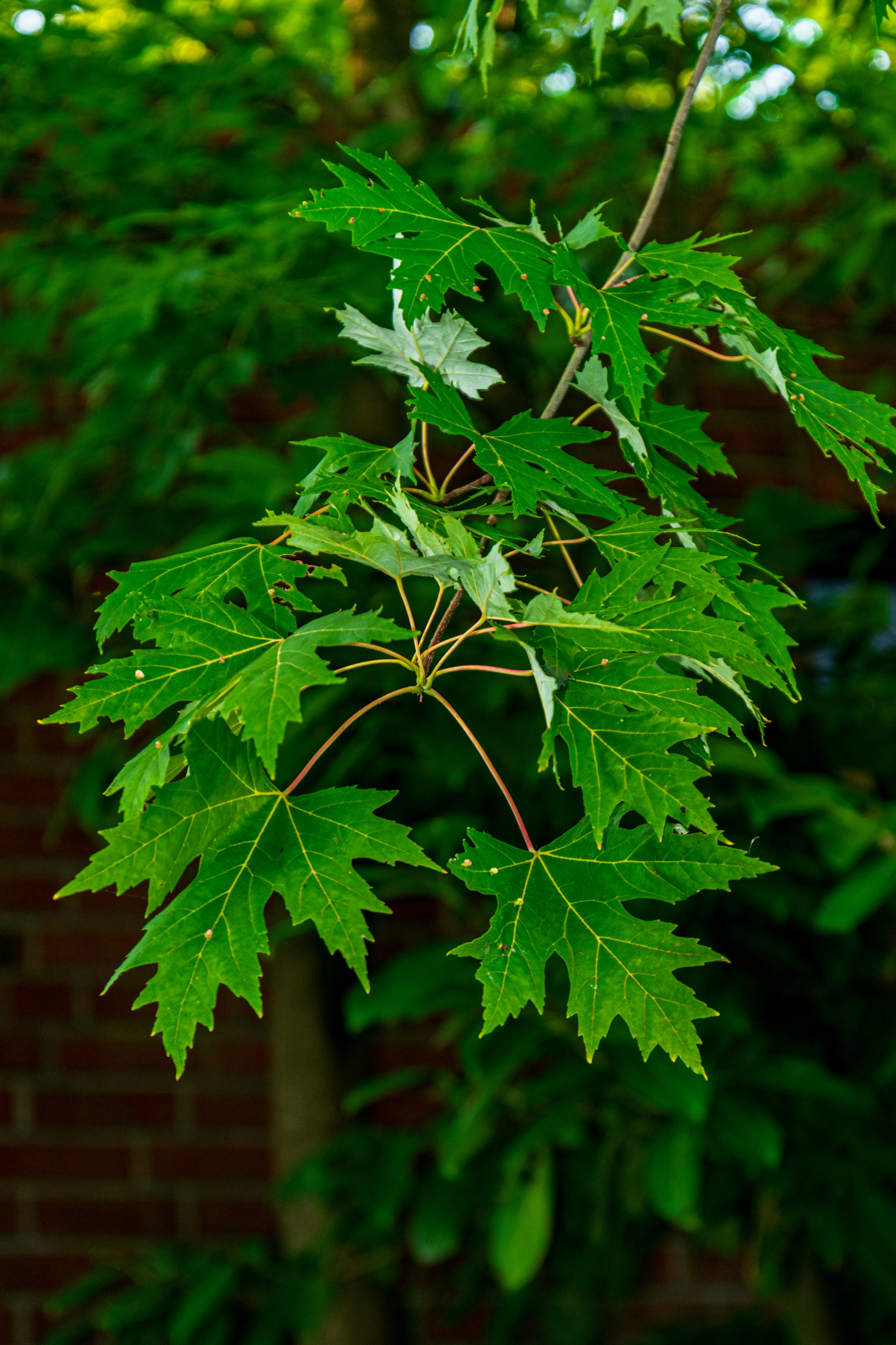 Emerald Maple Fronds Dancing Against a Brick Garden Backdrop