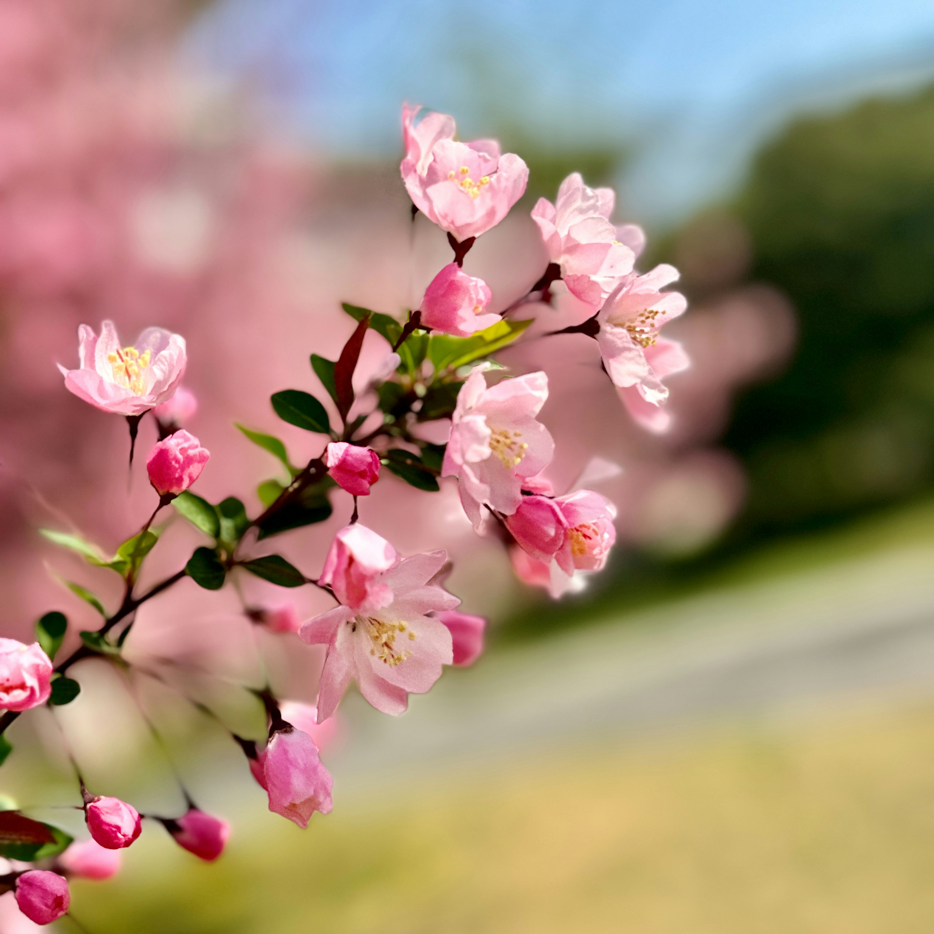 Blossoms in Bloom: A Springtime Serenade