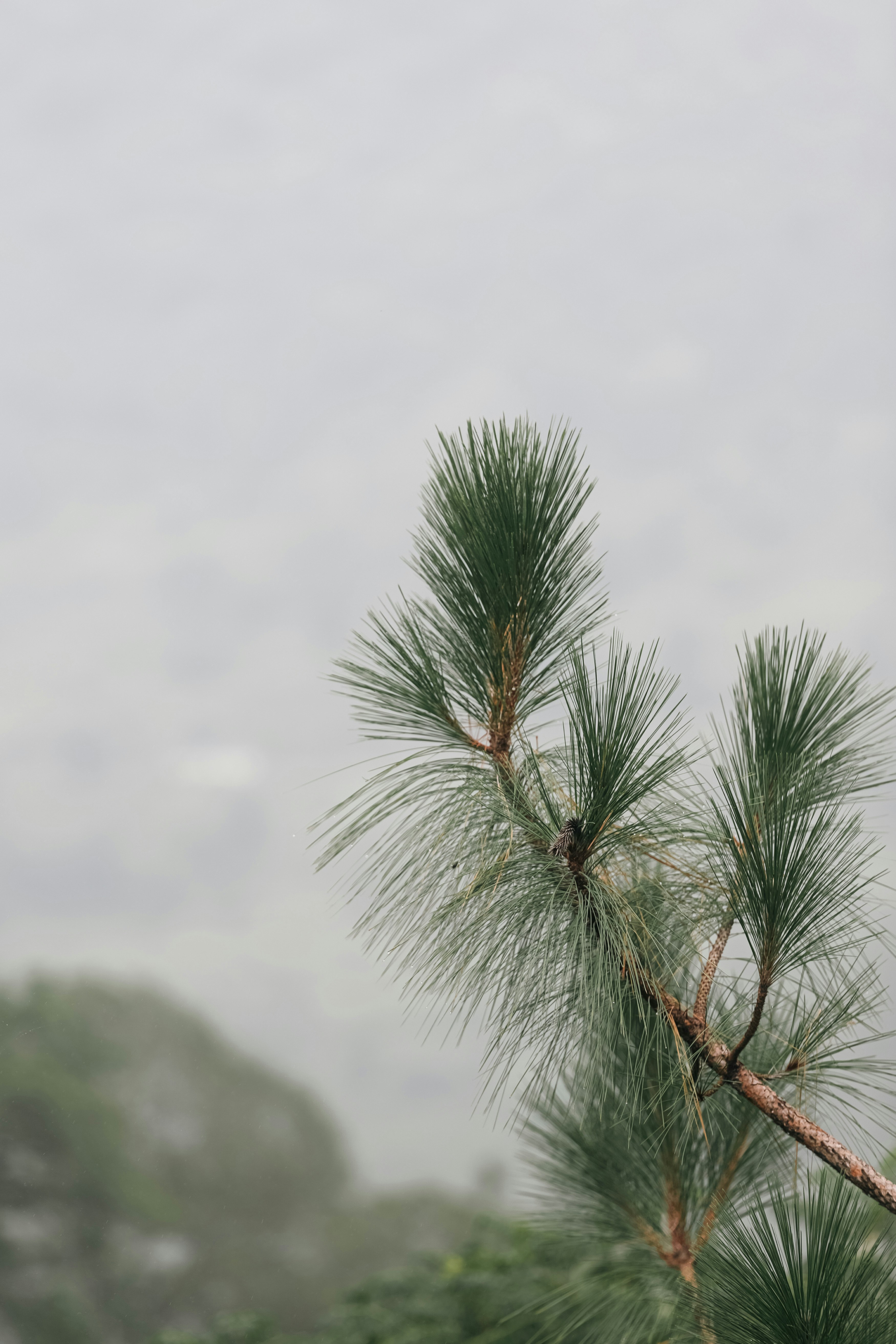 Whispers of the Pine: Nature's Serenity