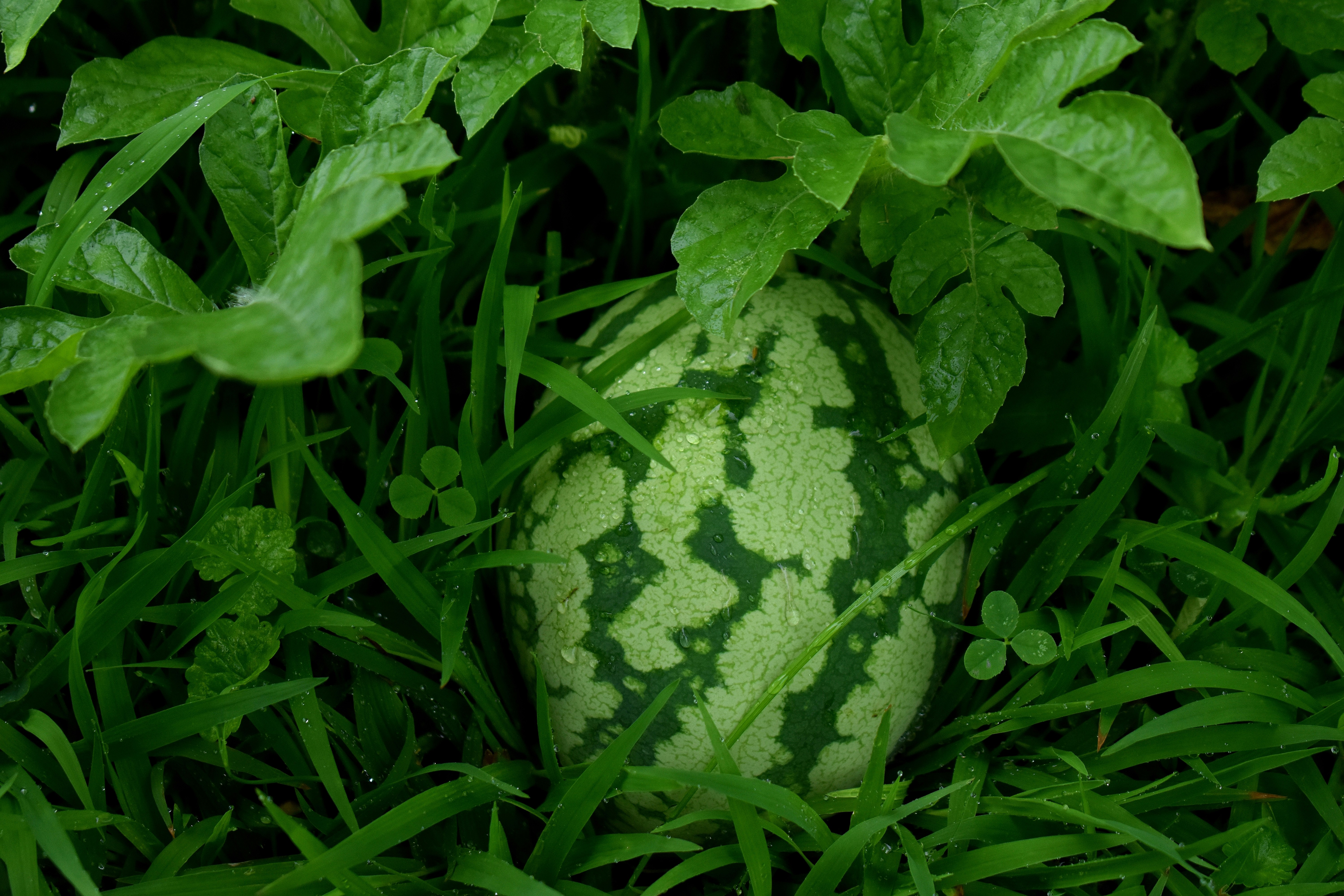 Small watermelon hidden amongst green leaves and grass