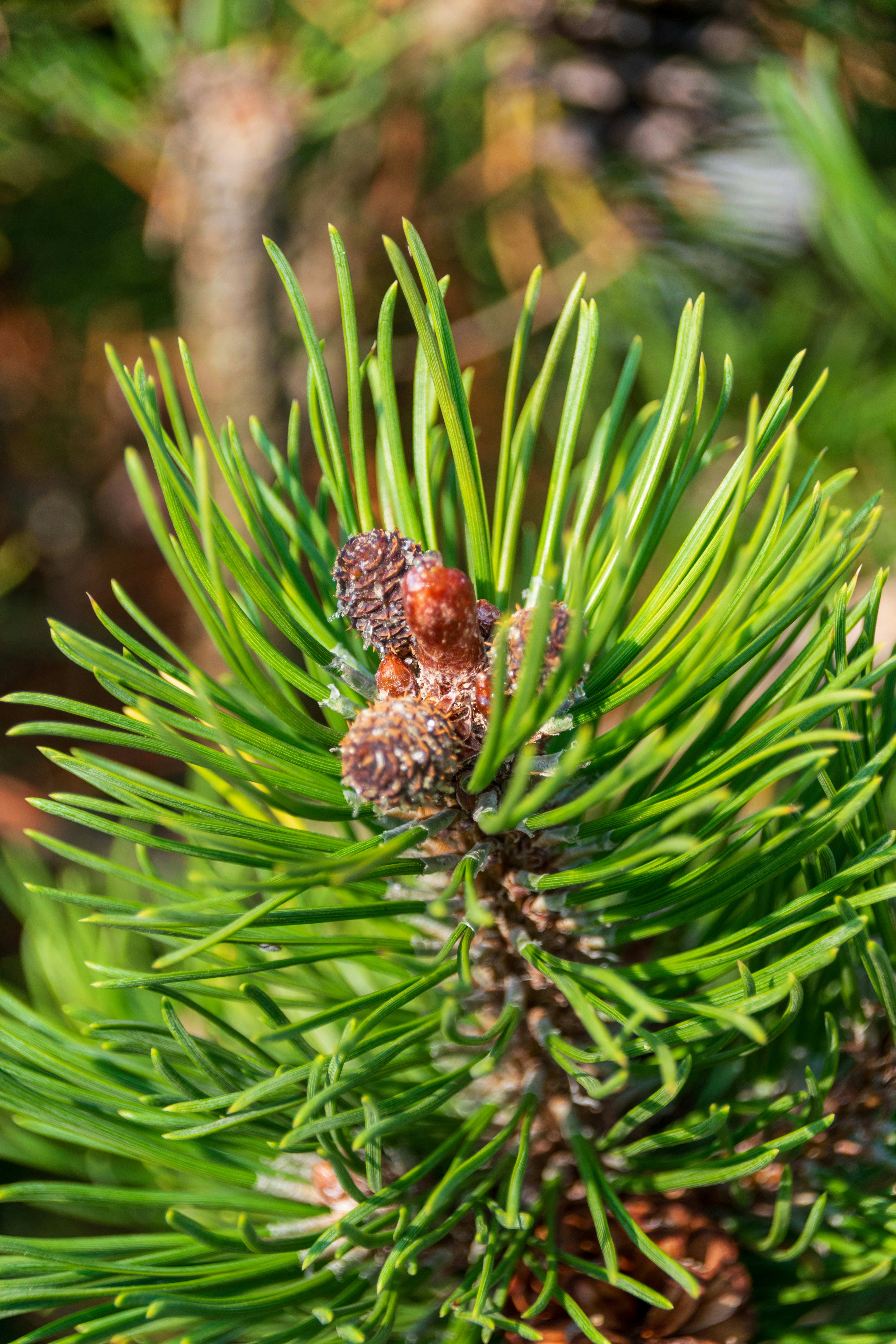 Emerging Life: The Pine's New Growth