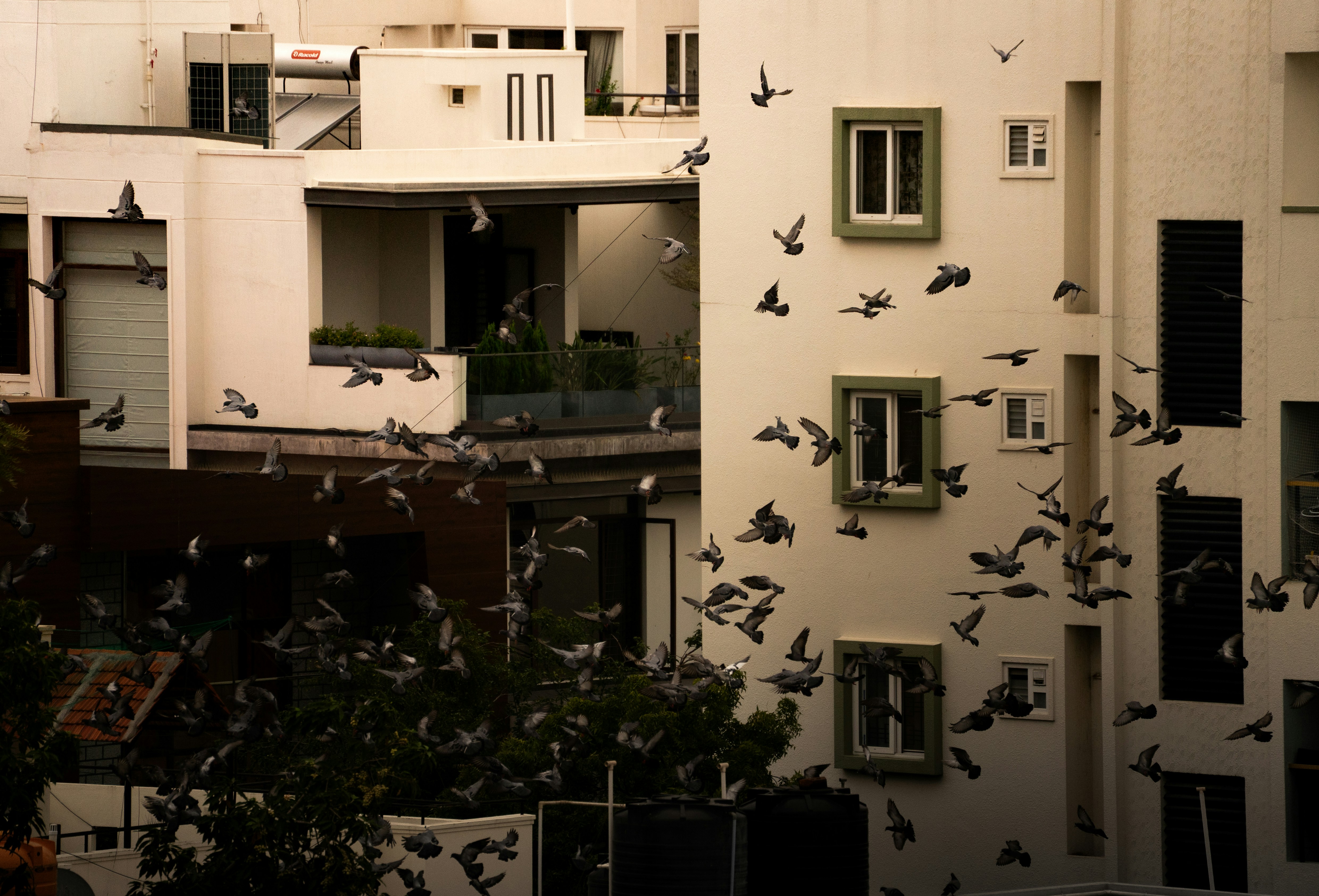 Flock of pigeons flying around buildings
