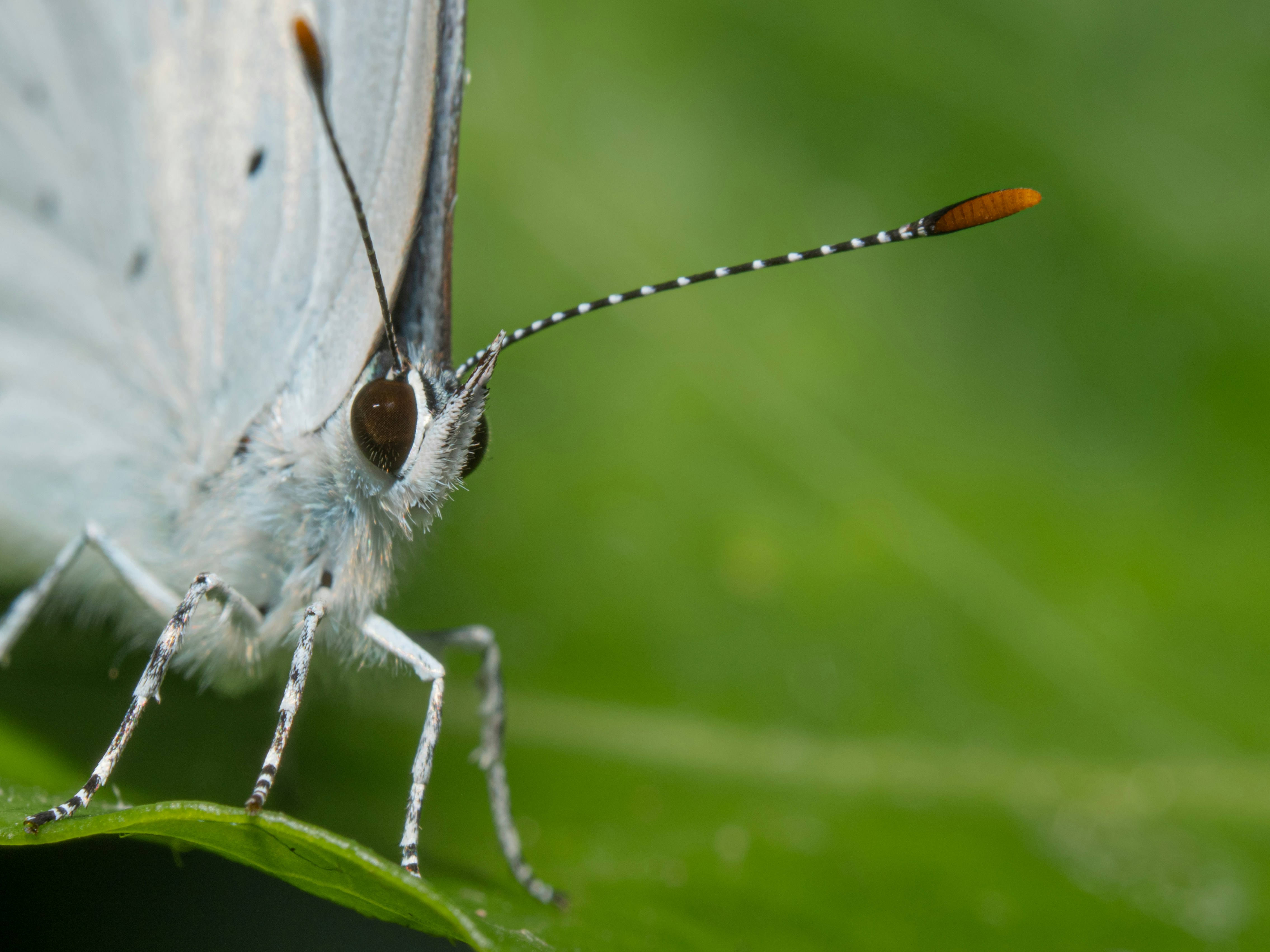 Close-Up of a Delicate Grey Butterfly Eyestalk and Feathered Antenna