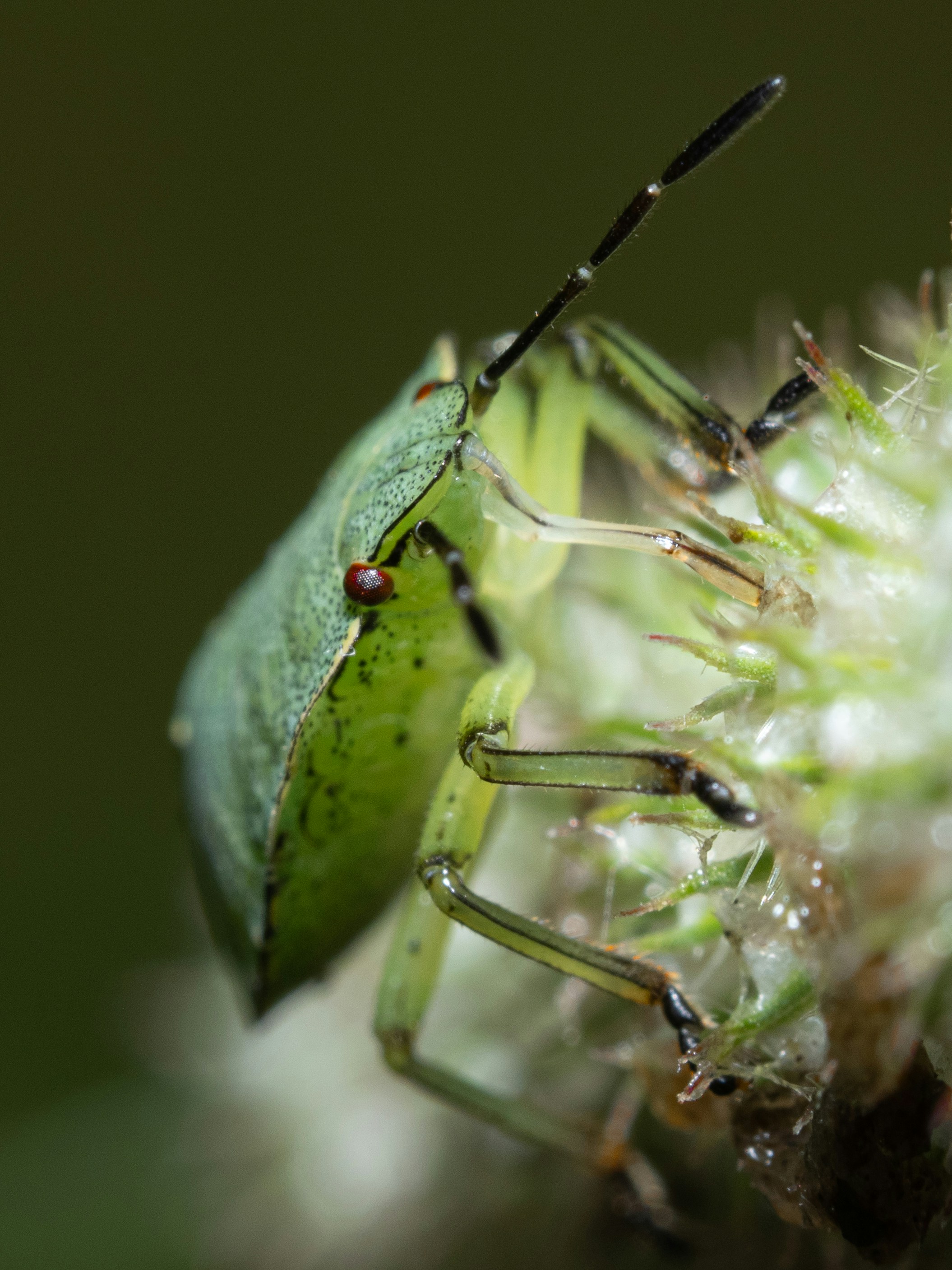Emerald Sentinel: A Close Encounter with Nature's Intricacies