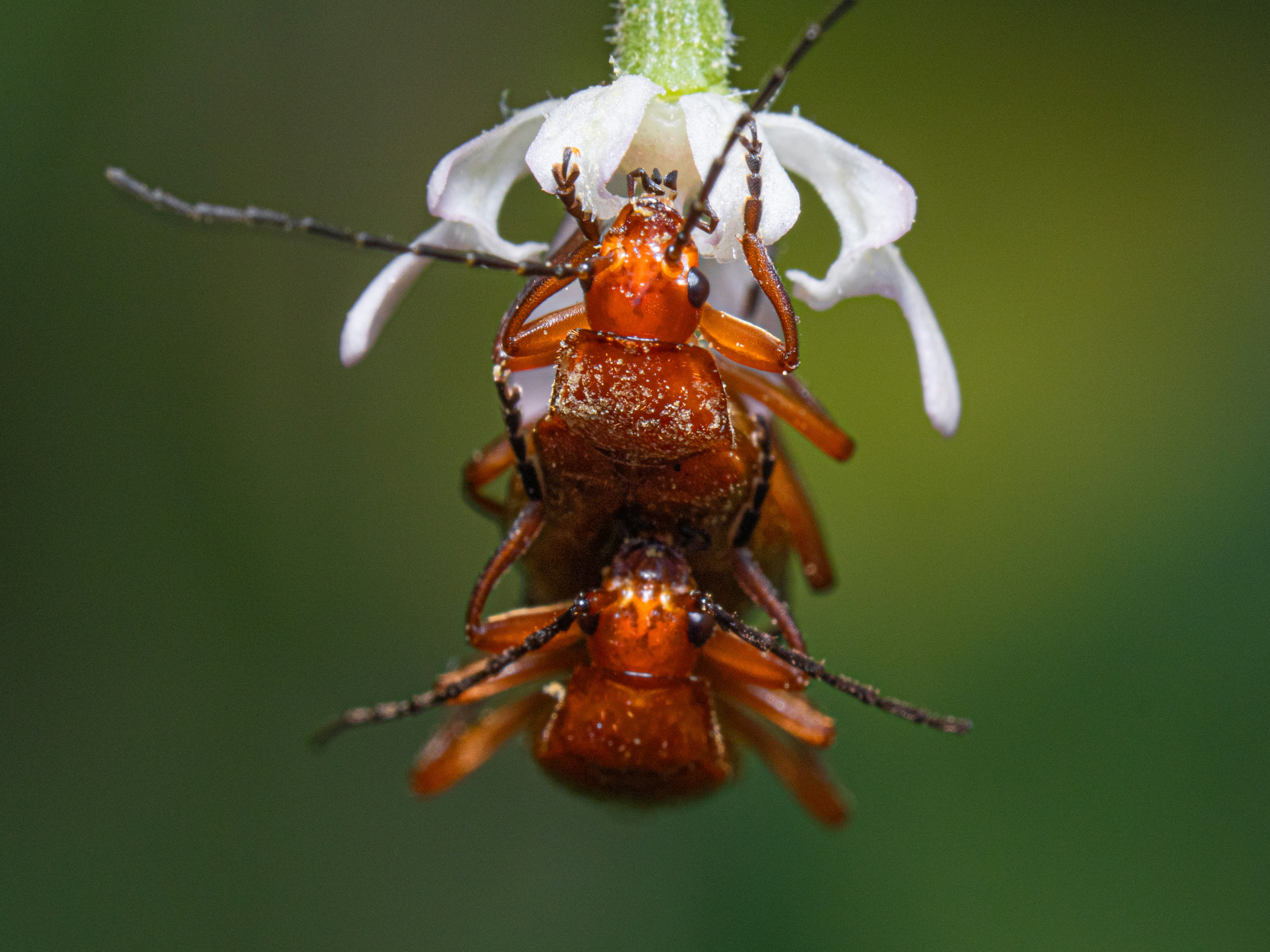 Nature's Intricate Dance: A Close Encounter