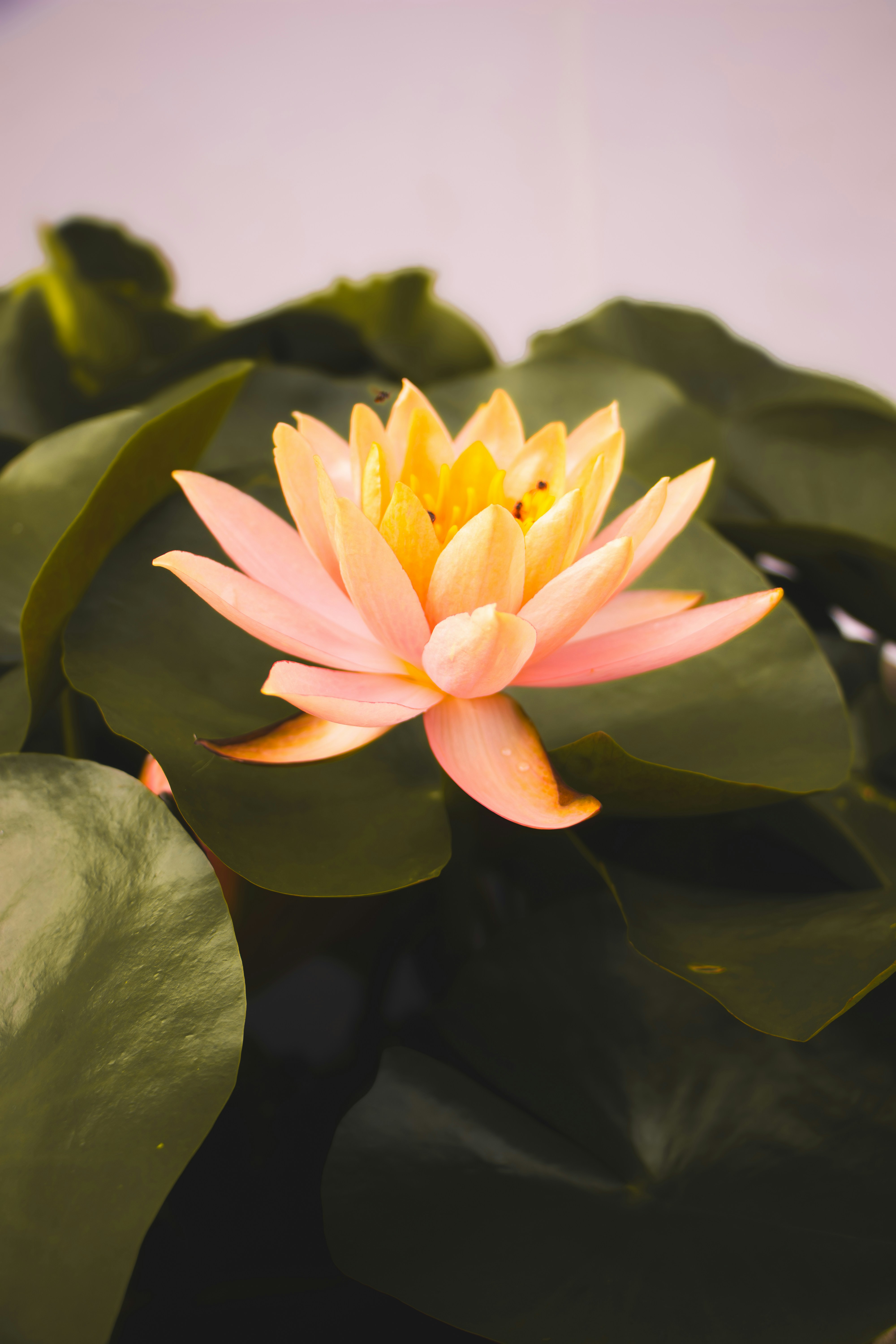 Blush Lily Amid Dark Velvet Leaves