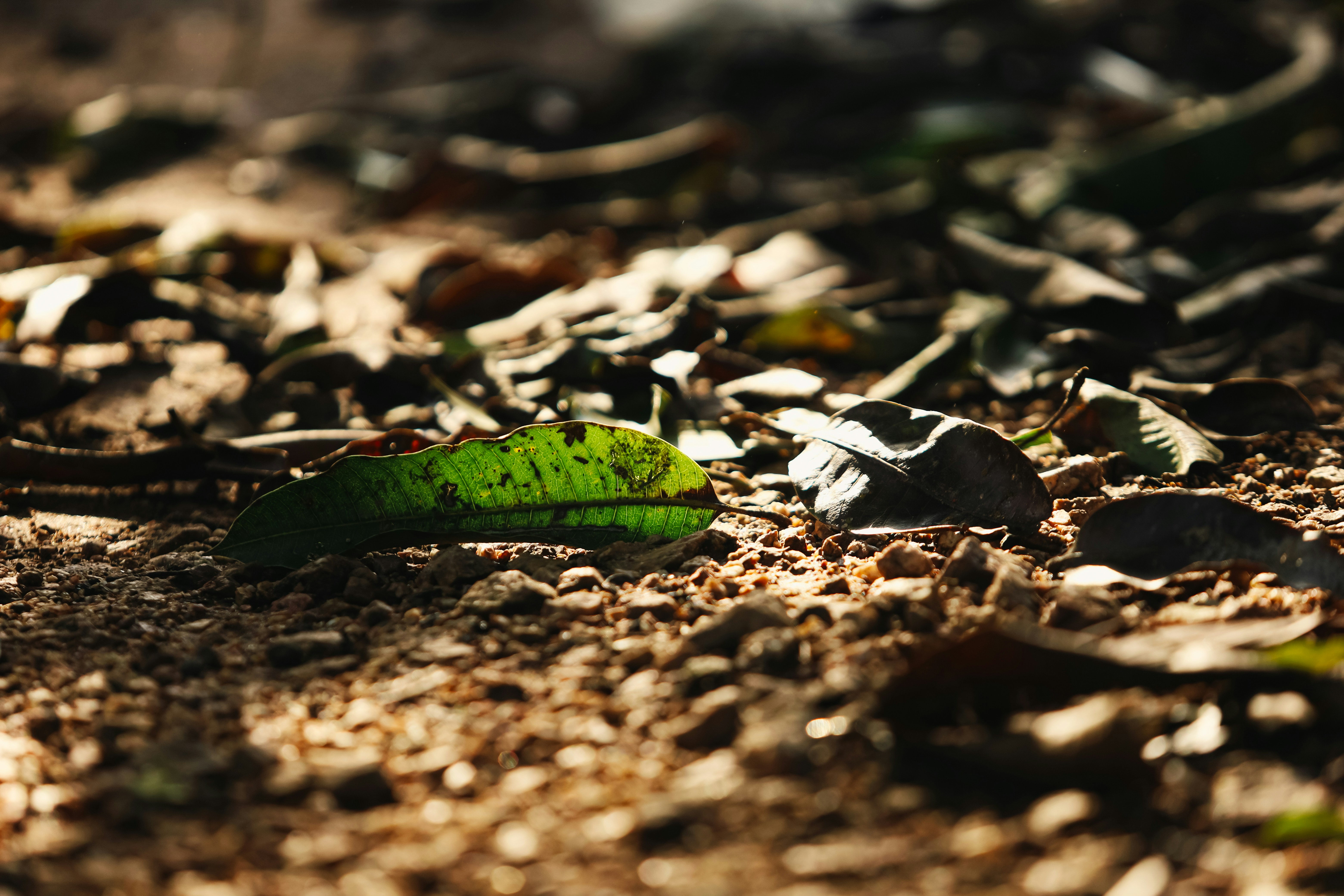 Foto Satu daun hijau bertumpu di tanah kering dan berbatu. – Gambar ...