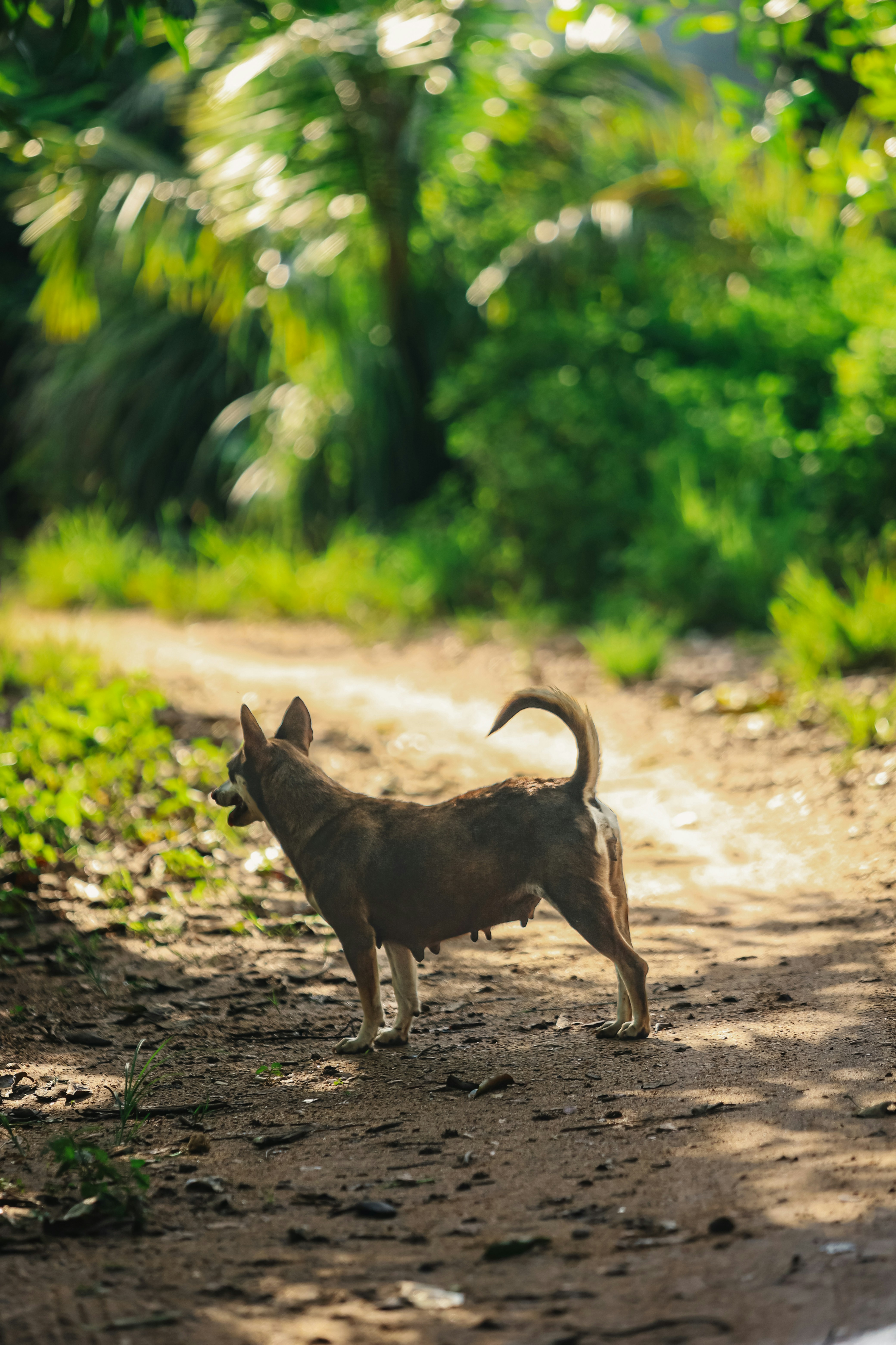 A Wanderer's Pause: The Curious Canine