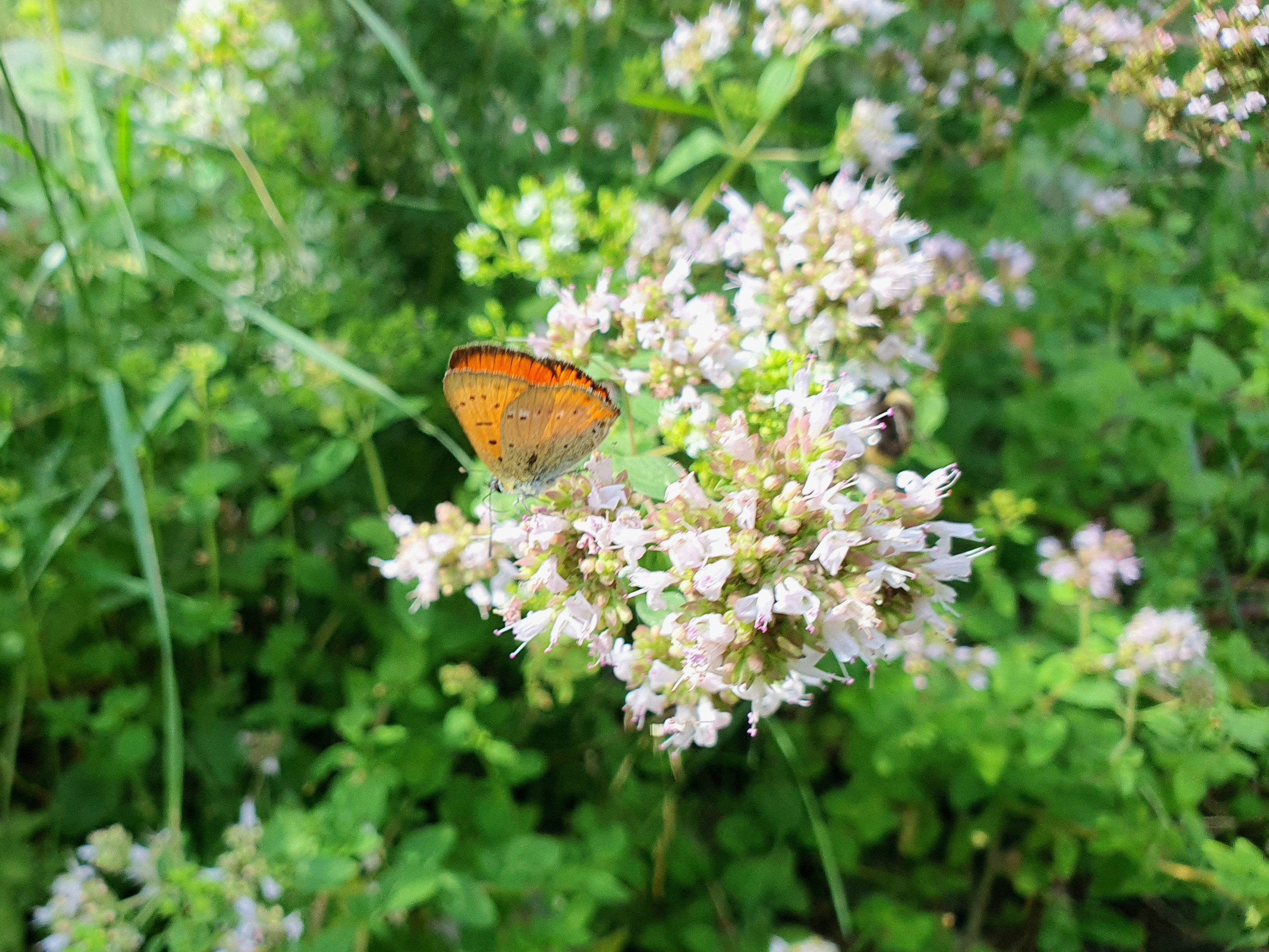Whispers of Nature: A Butterfly's Embrace