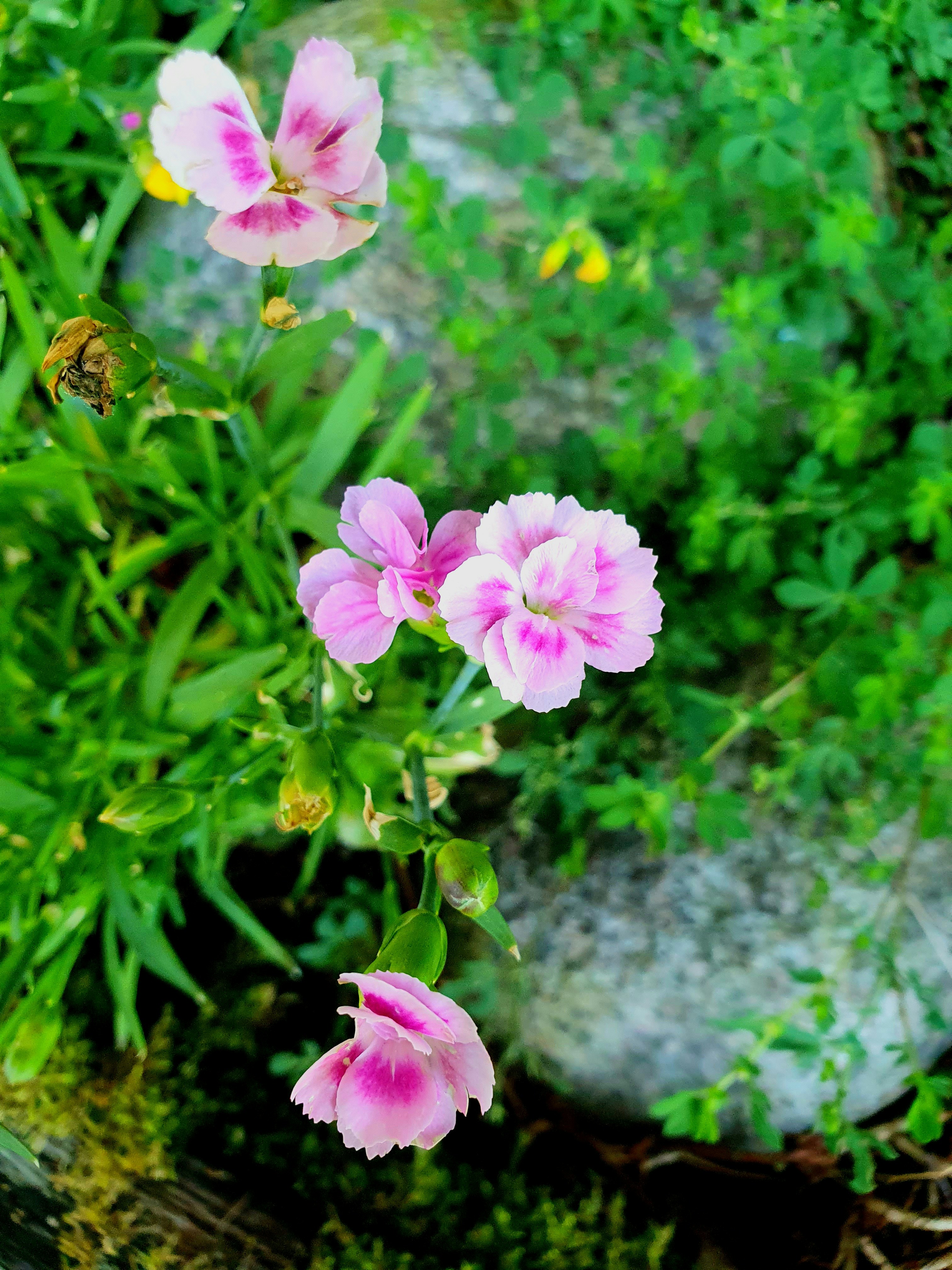 Whispers of Spring: Floral Harmony