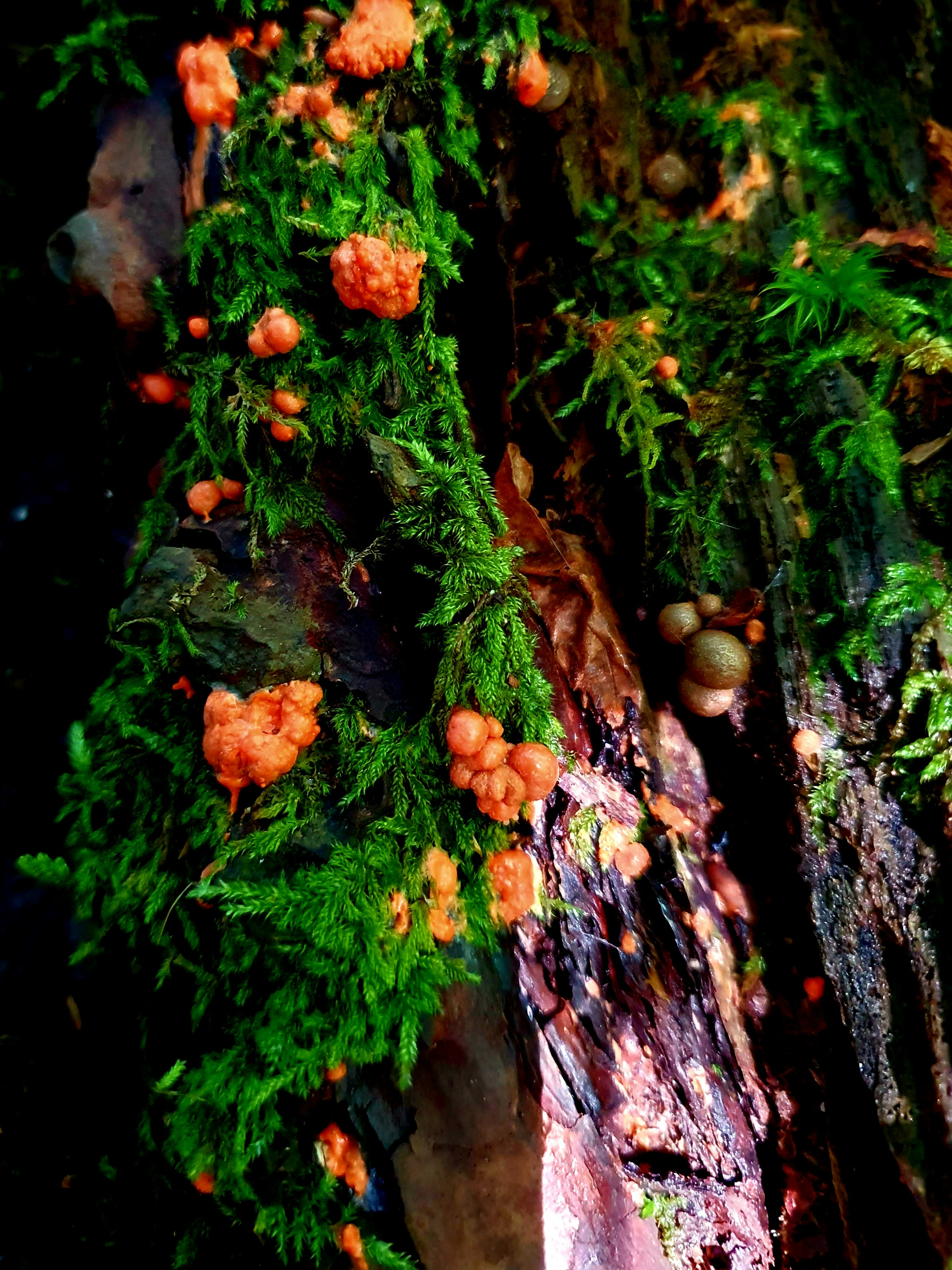 Mossy Amber Caps on a Damp Bark