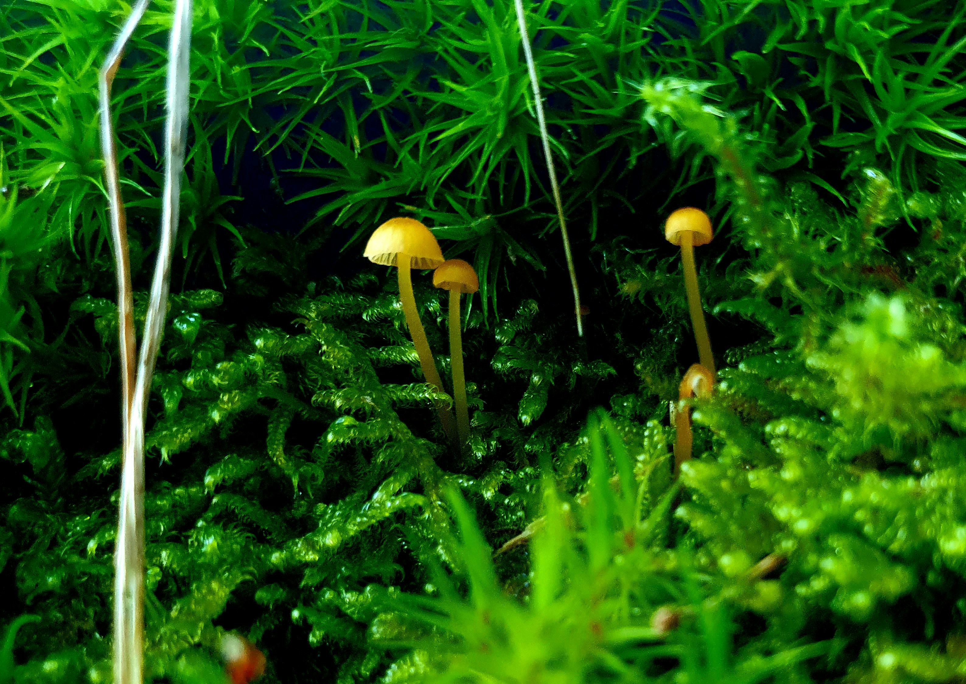 Tiny mushrooms growing in lush green moss