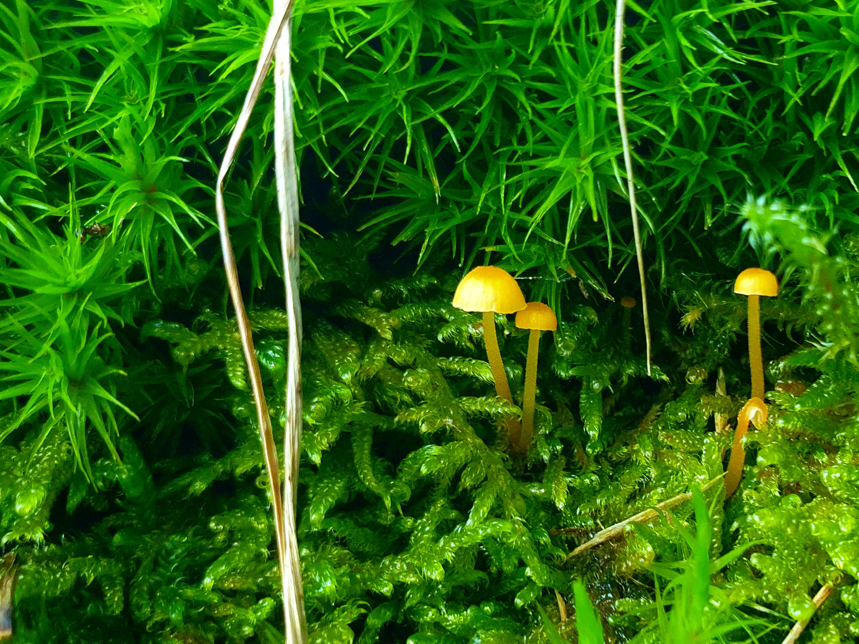 Sunlit Yellow Mushrooms Nestled in Velvet Moss