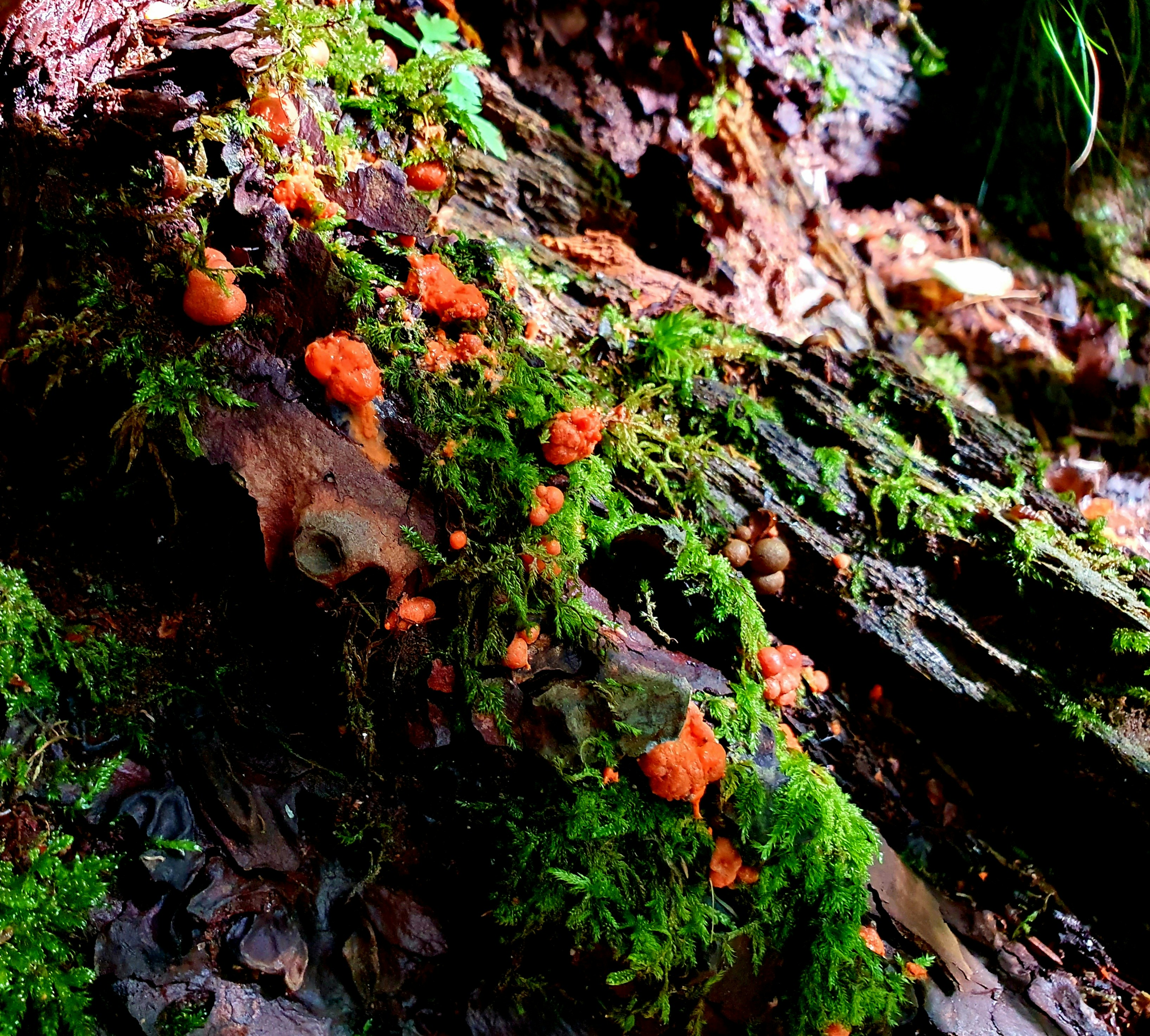Moss and Orange Spores on a Humid Rock