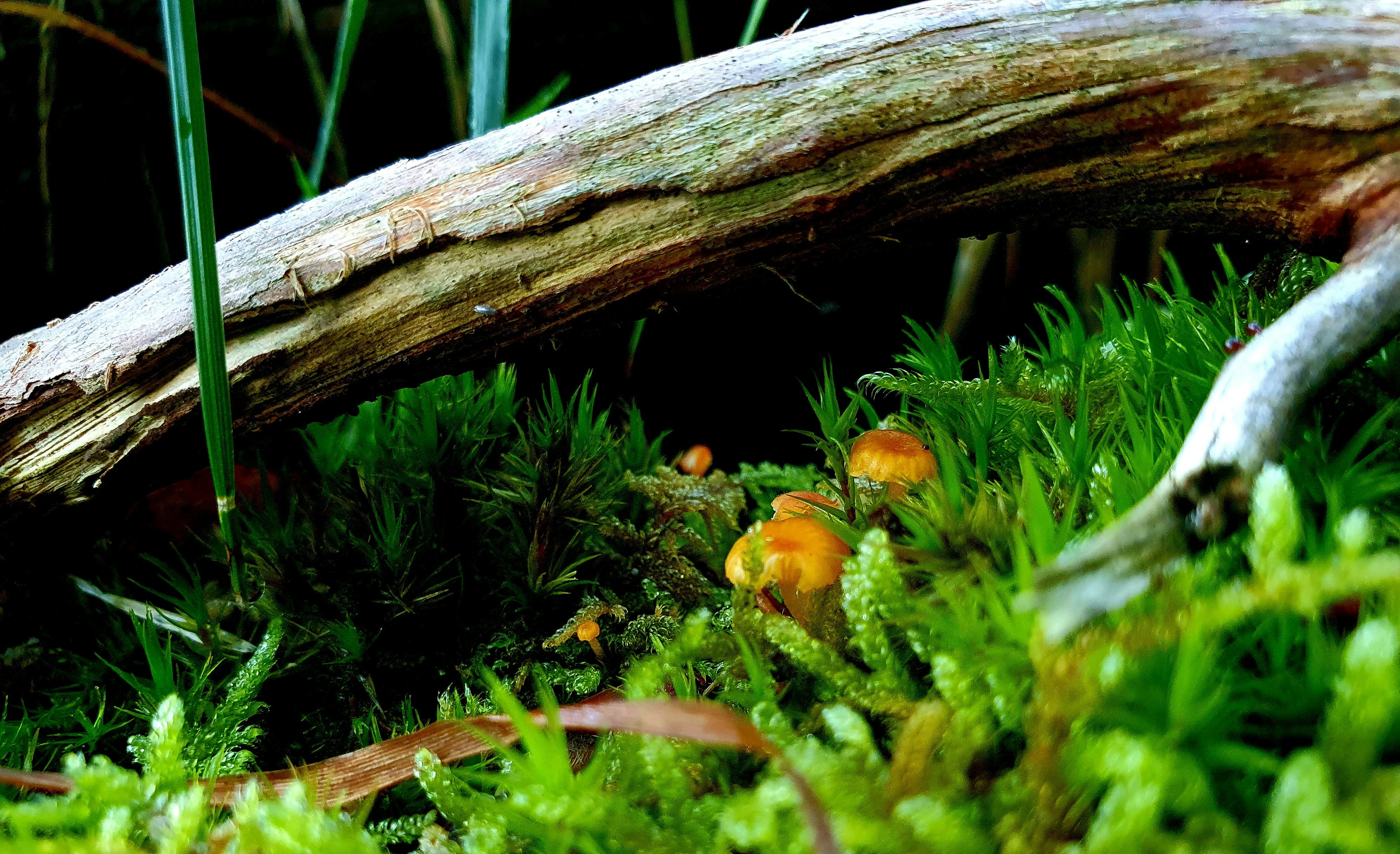 A small snake slithers through green moss near a log.