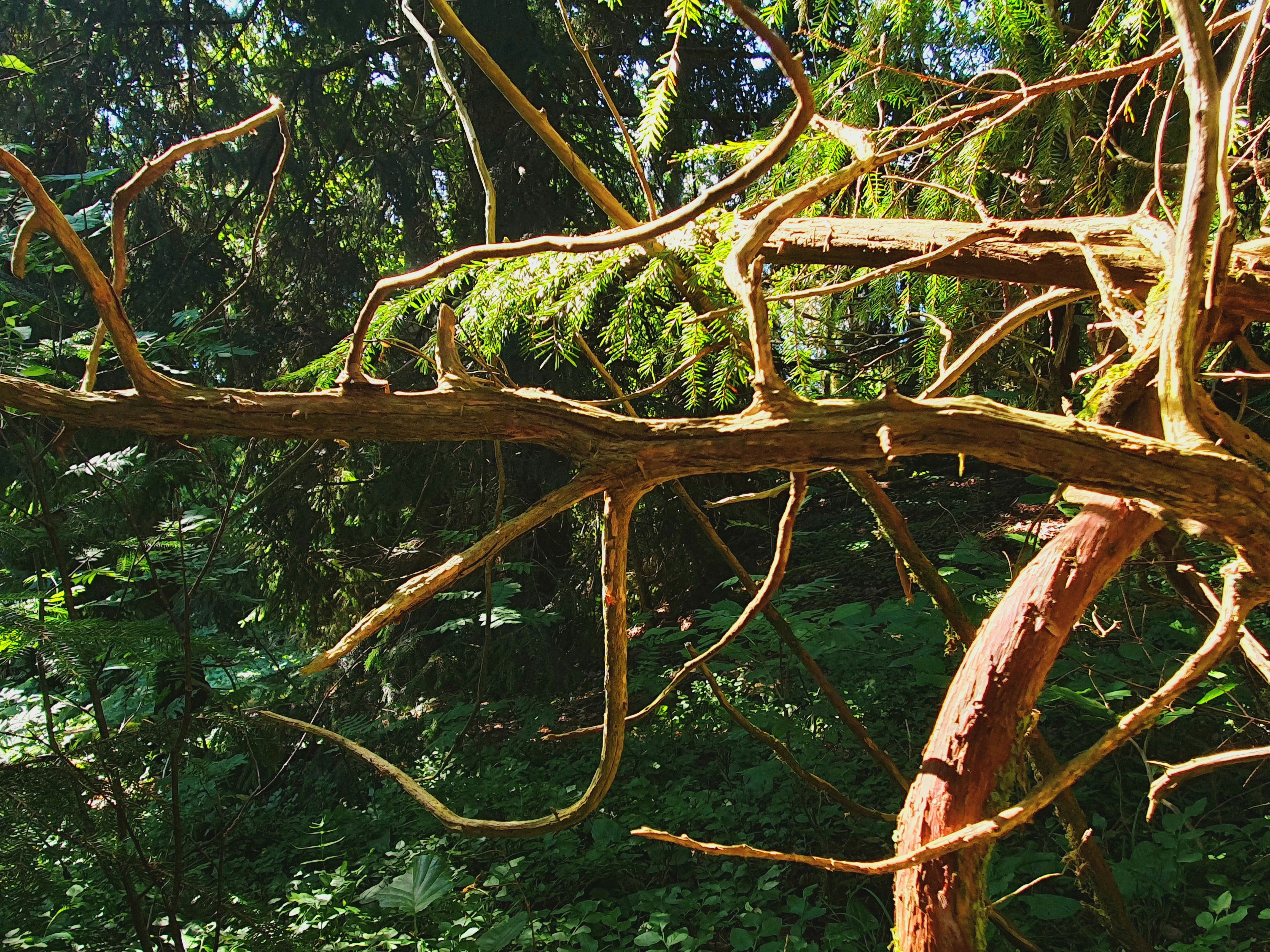 Close-up of tree branches with green foliage in background