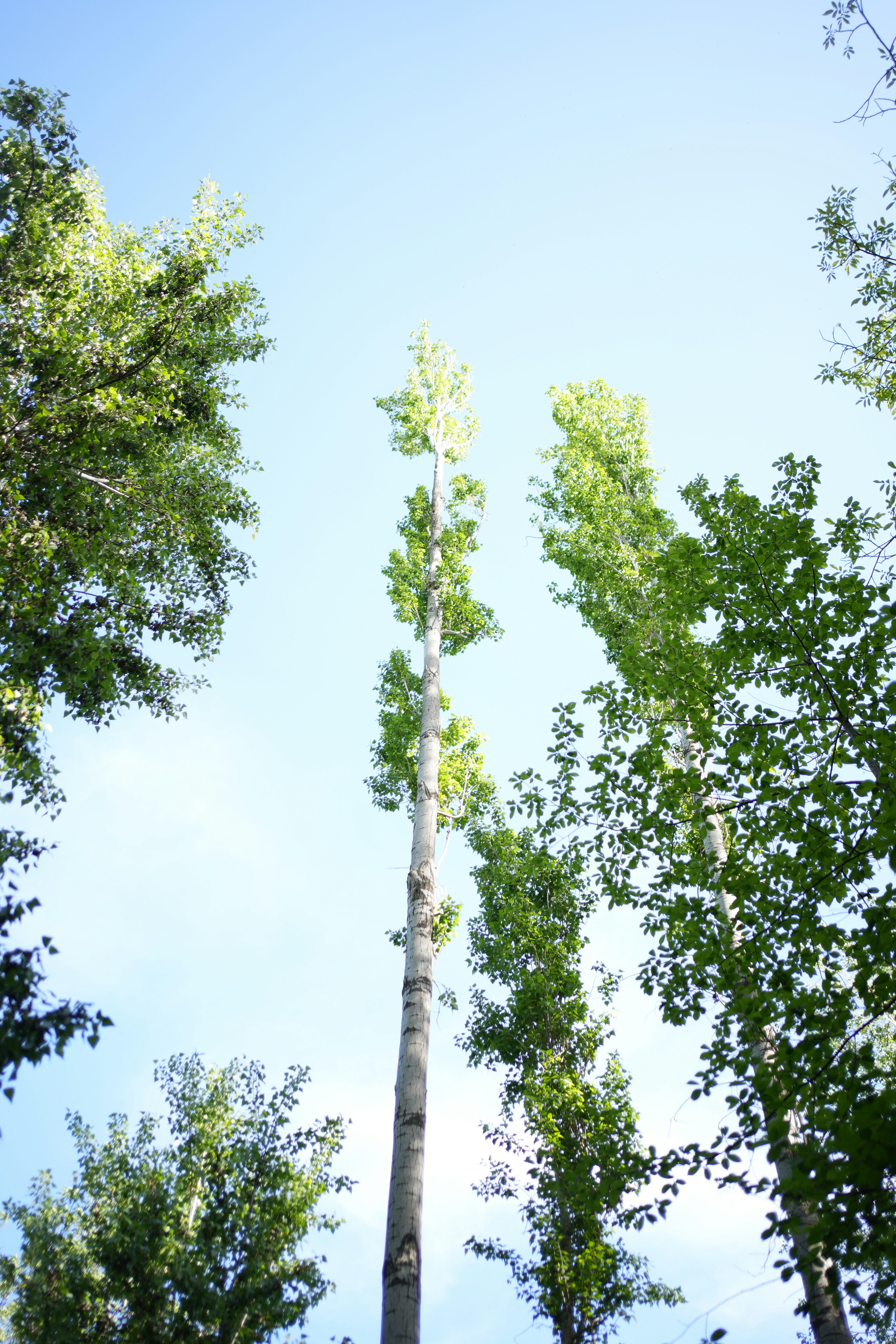 Tall trees reaching towards a clear blue sky