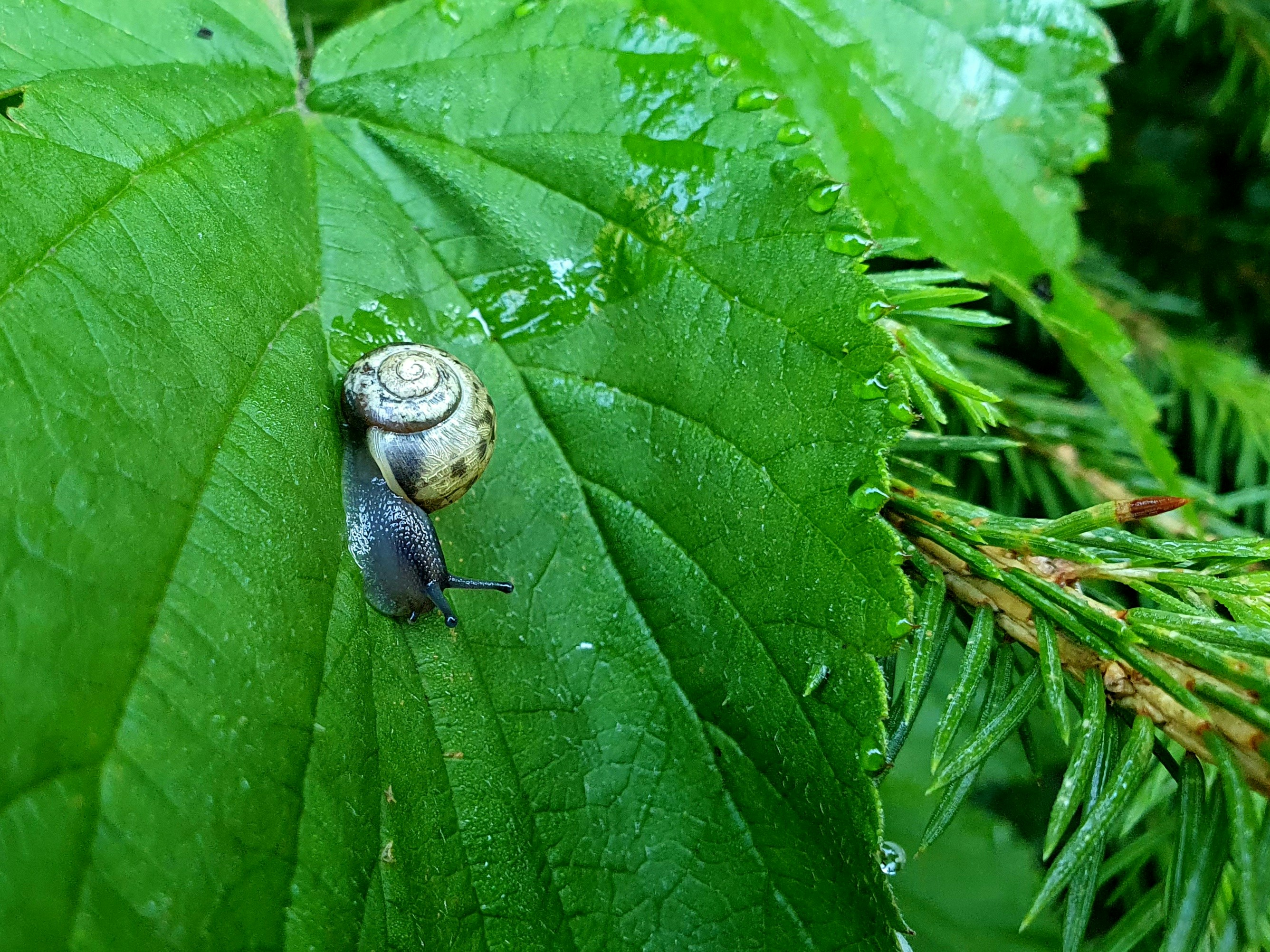 Nature's Slow Dance: A Snail's Journey